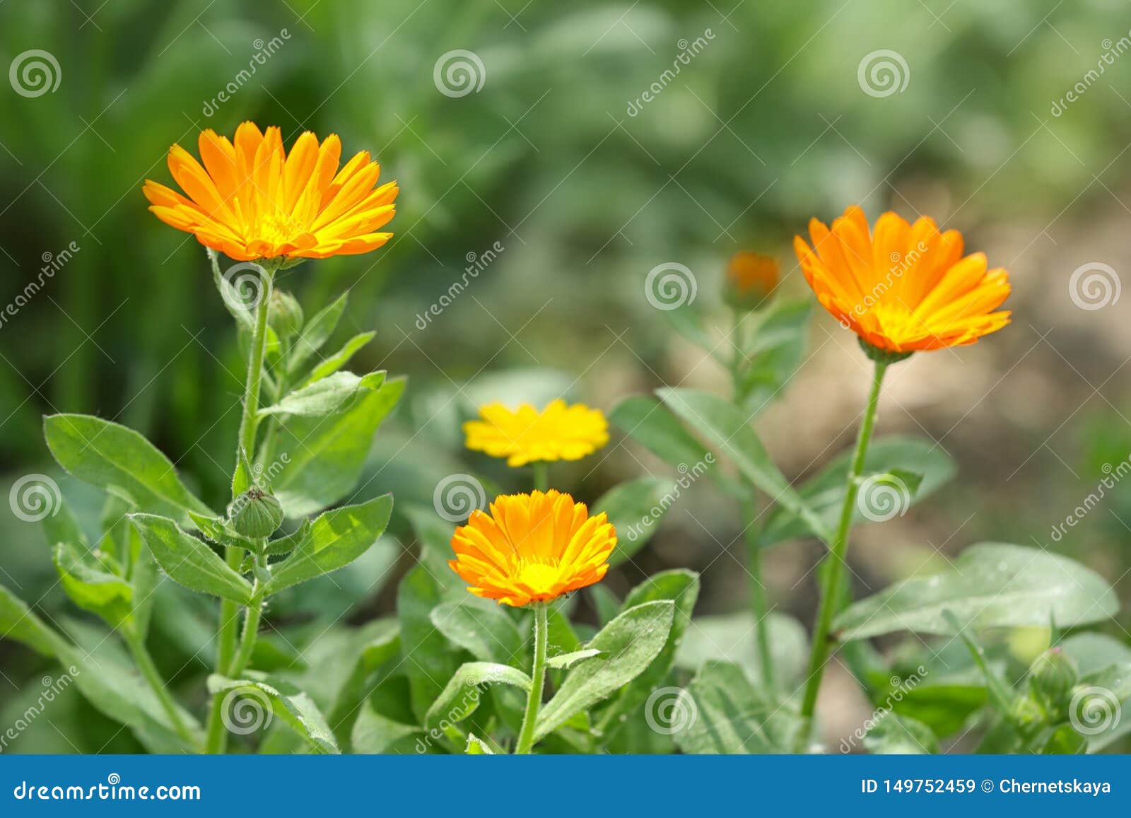 Beautiful Bright Calendulas in Green Garden Stock Image - Image of ...