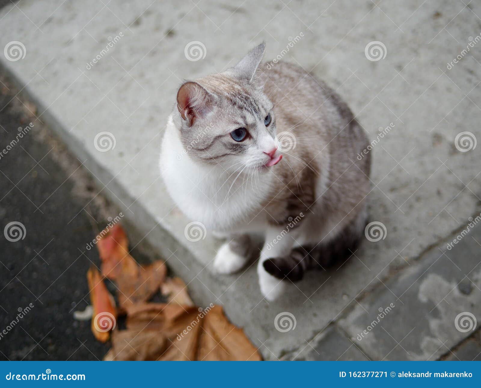 Beautiful Bright Cat with Blue Eyes on the Street Stock Image - Image ...