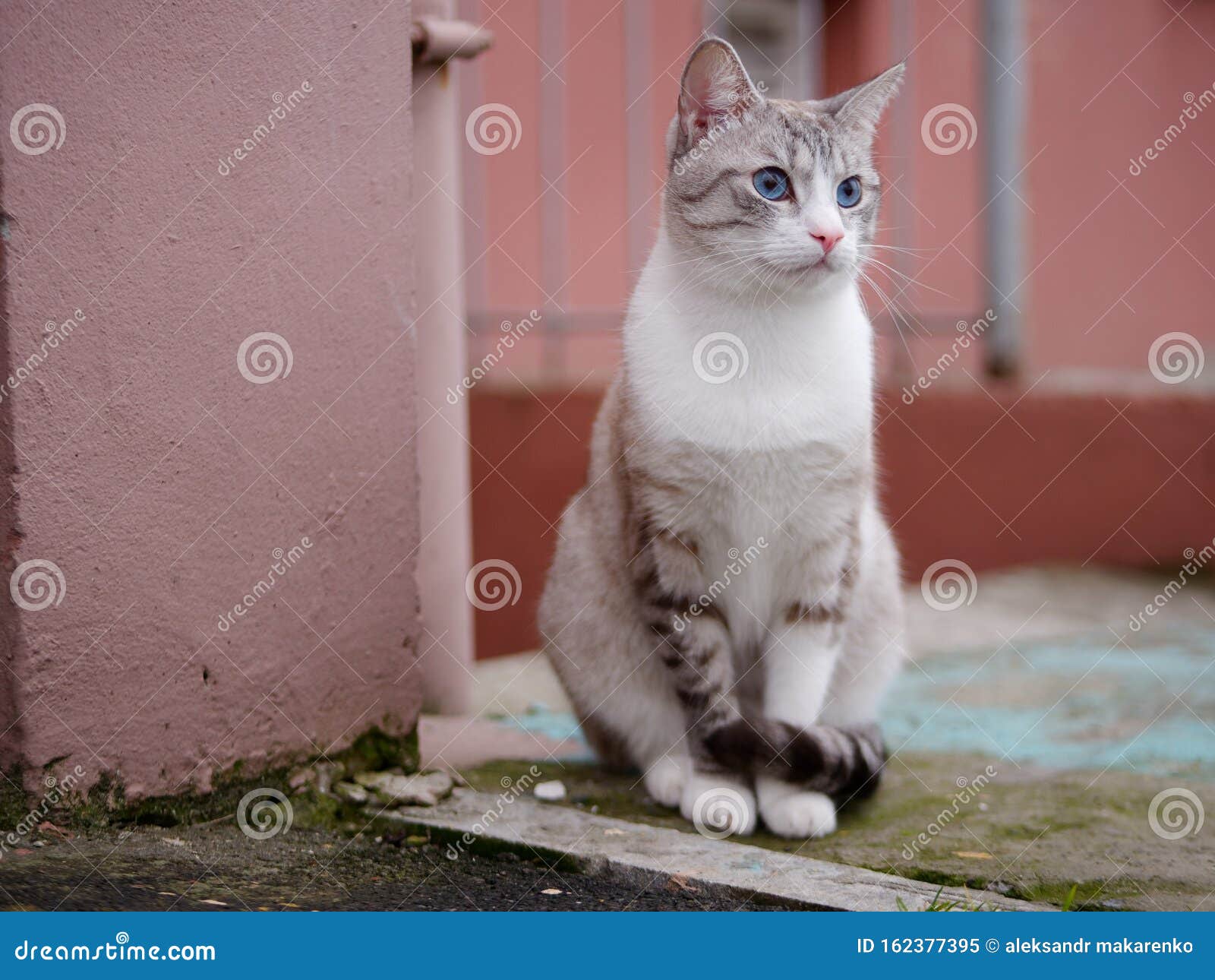 Beautiful Bright Cat with Blue Eyes on the Street Stock Image - Image ...