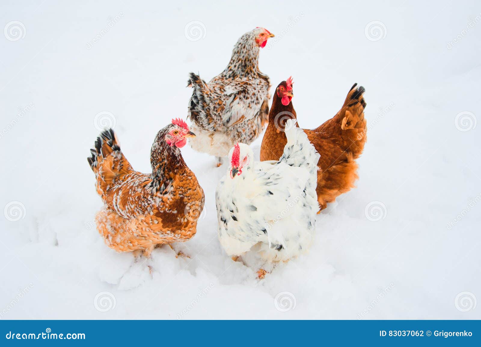 Beautiful Bright Chicken in Snow Stock Photo - Image of rooster, farm ...