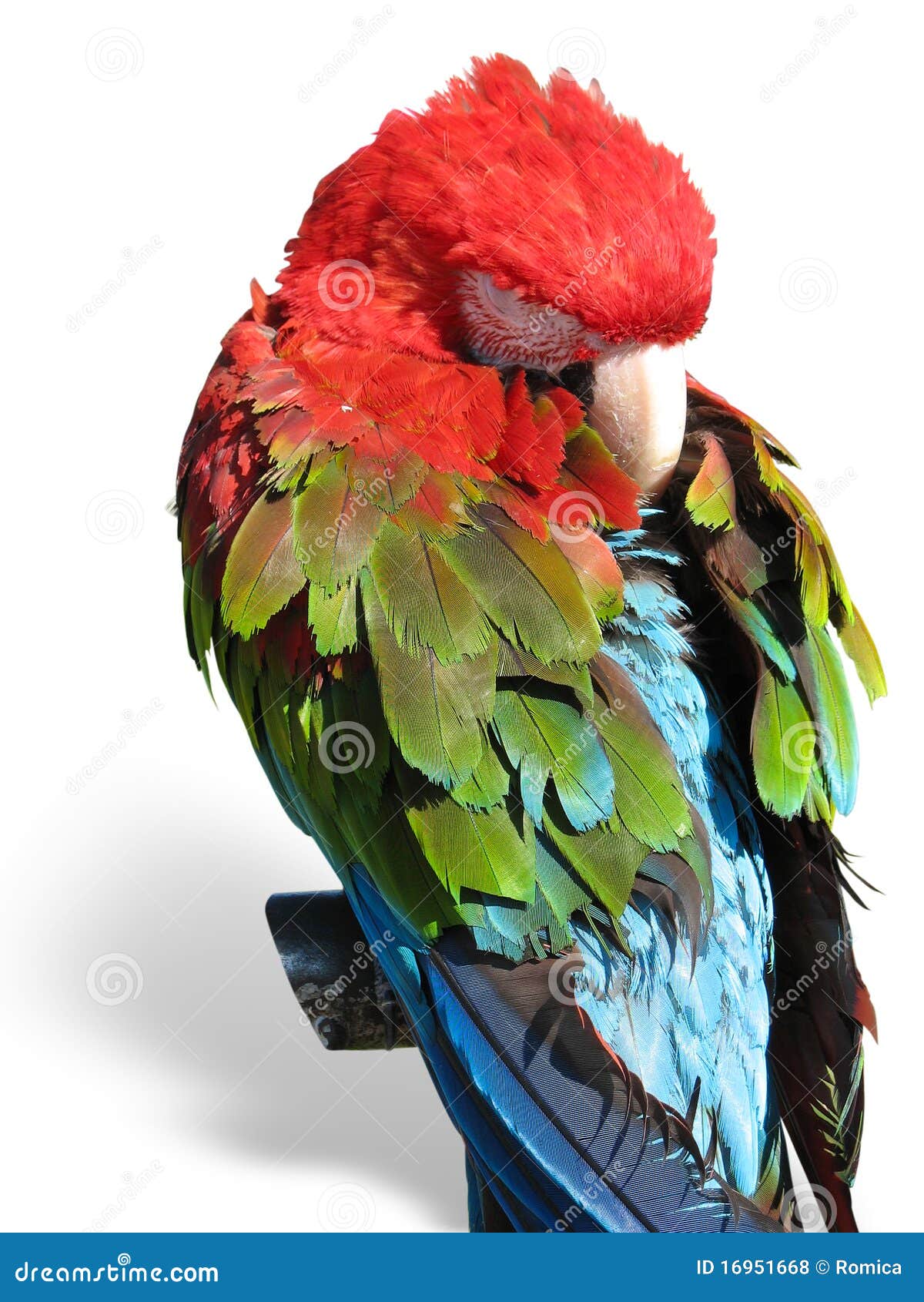 Beautiful Bright Colored Macaw Parrot Sleeping Royalty Free Stock ...
