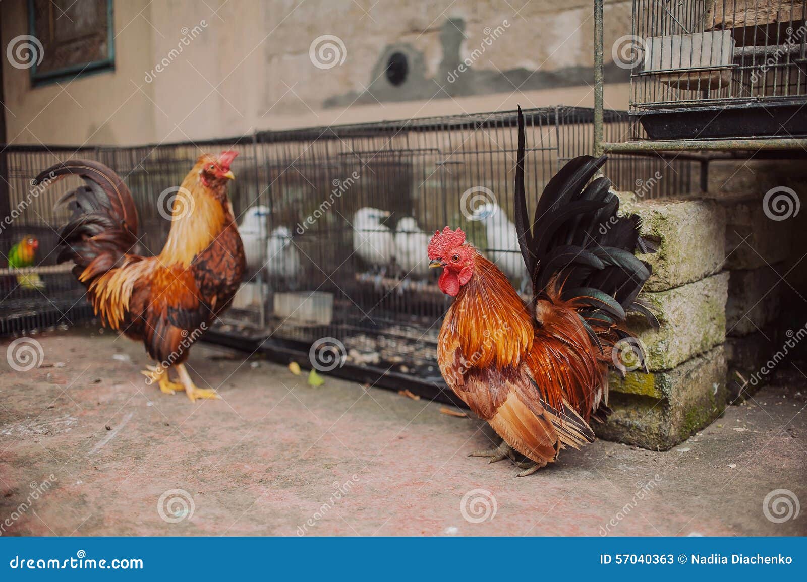 Beautiful Bright Colorful Rooster Stock Image - Image of grass, rooster ...
