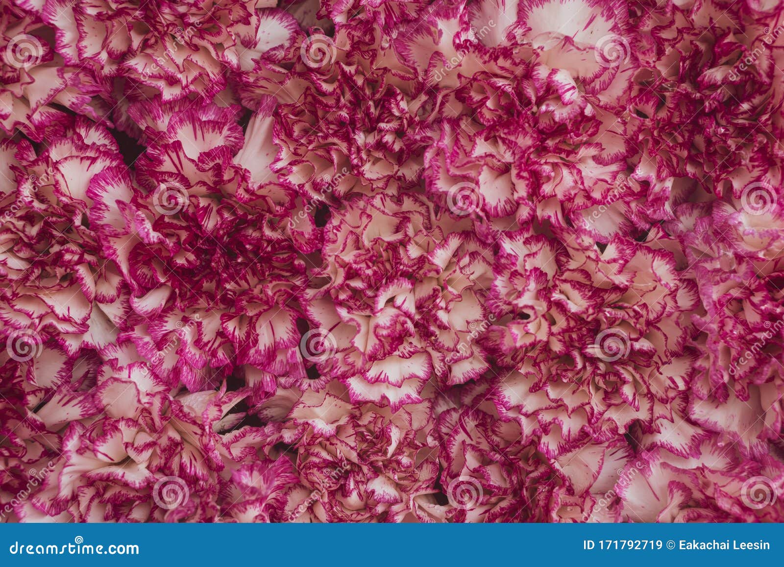 Beautiful Bright Coloured Wild Flowers Growing for Background and ...