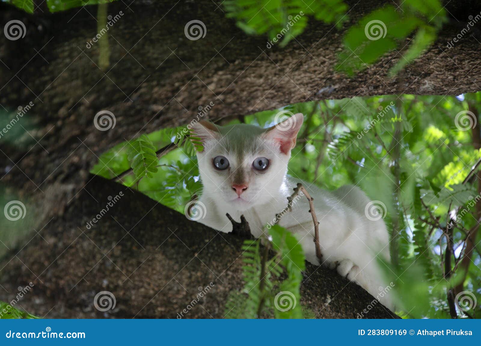 Beautiful Bright Double Eyes of White Cat Hides on Crotch of Big Tree ...