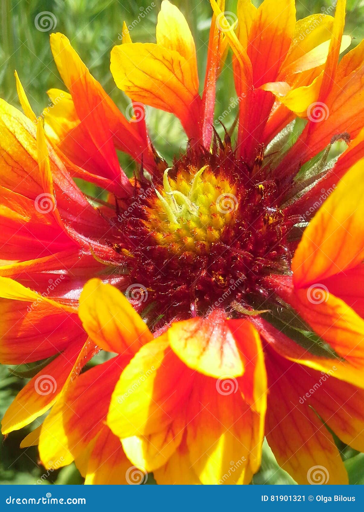 Beautiful bright flower stock image. Image of summer - 81901321