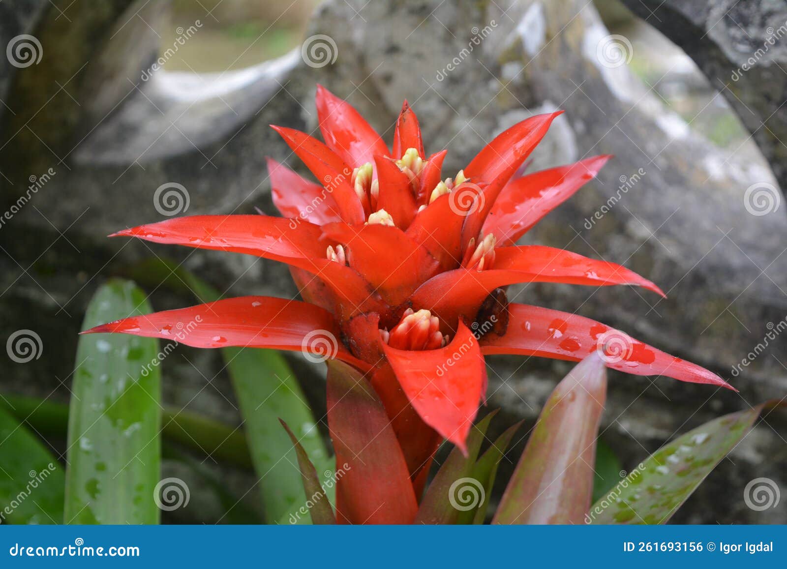 Beautiful Bright Flower Scarlet Star with Dew Drops Stock Photo - Image ...