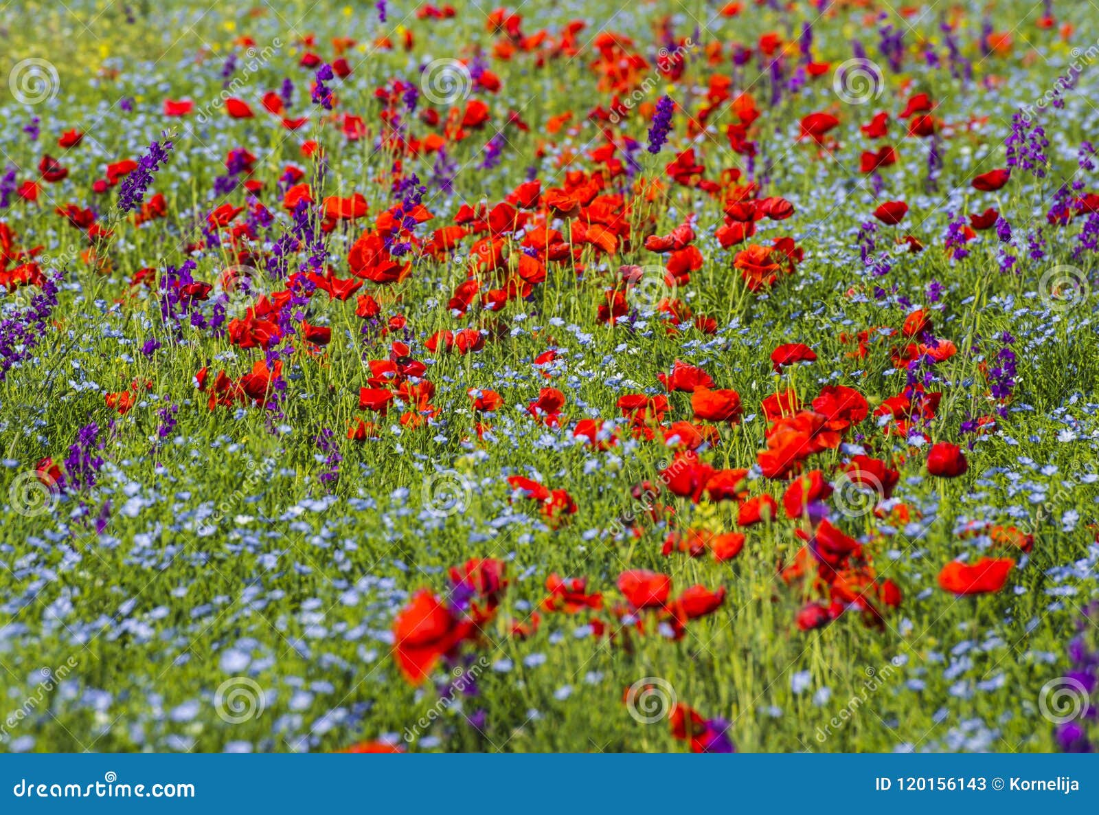 Beautiful Bright Flowering Field Stock Image - Image of bloom, flora ...