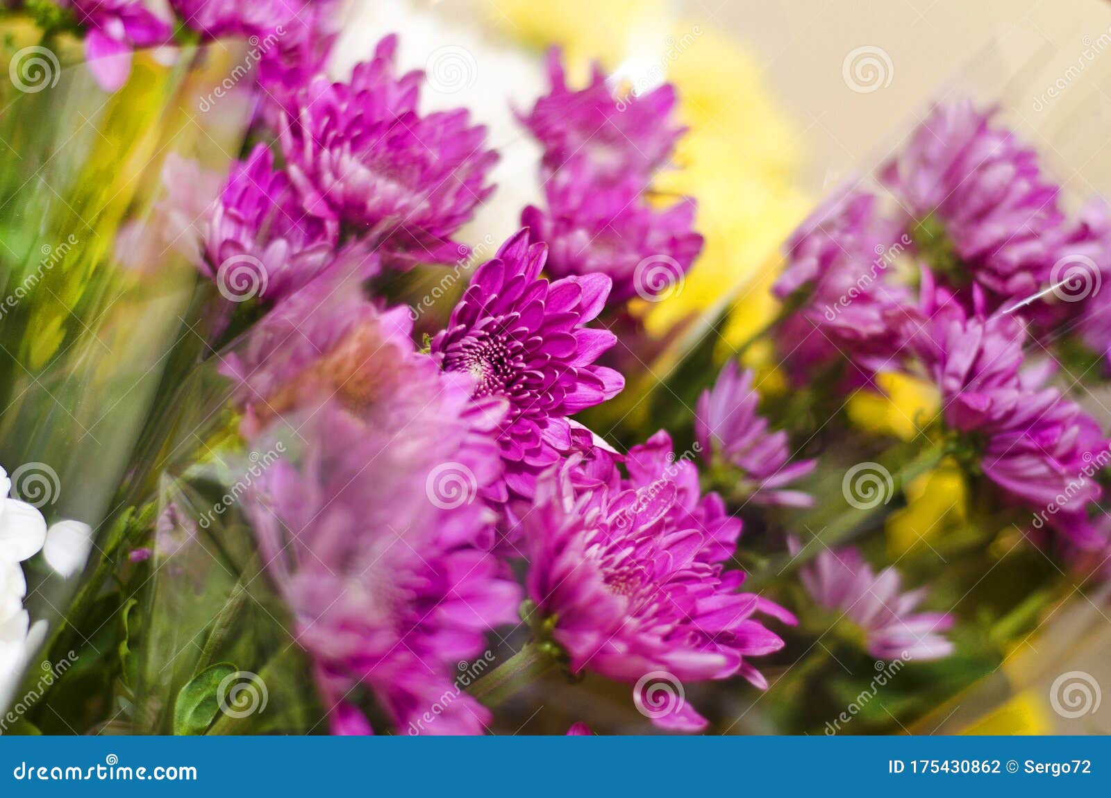 Beautiful and Bright Flowers Stock Photo - Image of ecology, bright ...