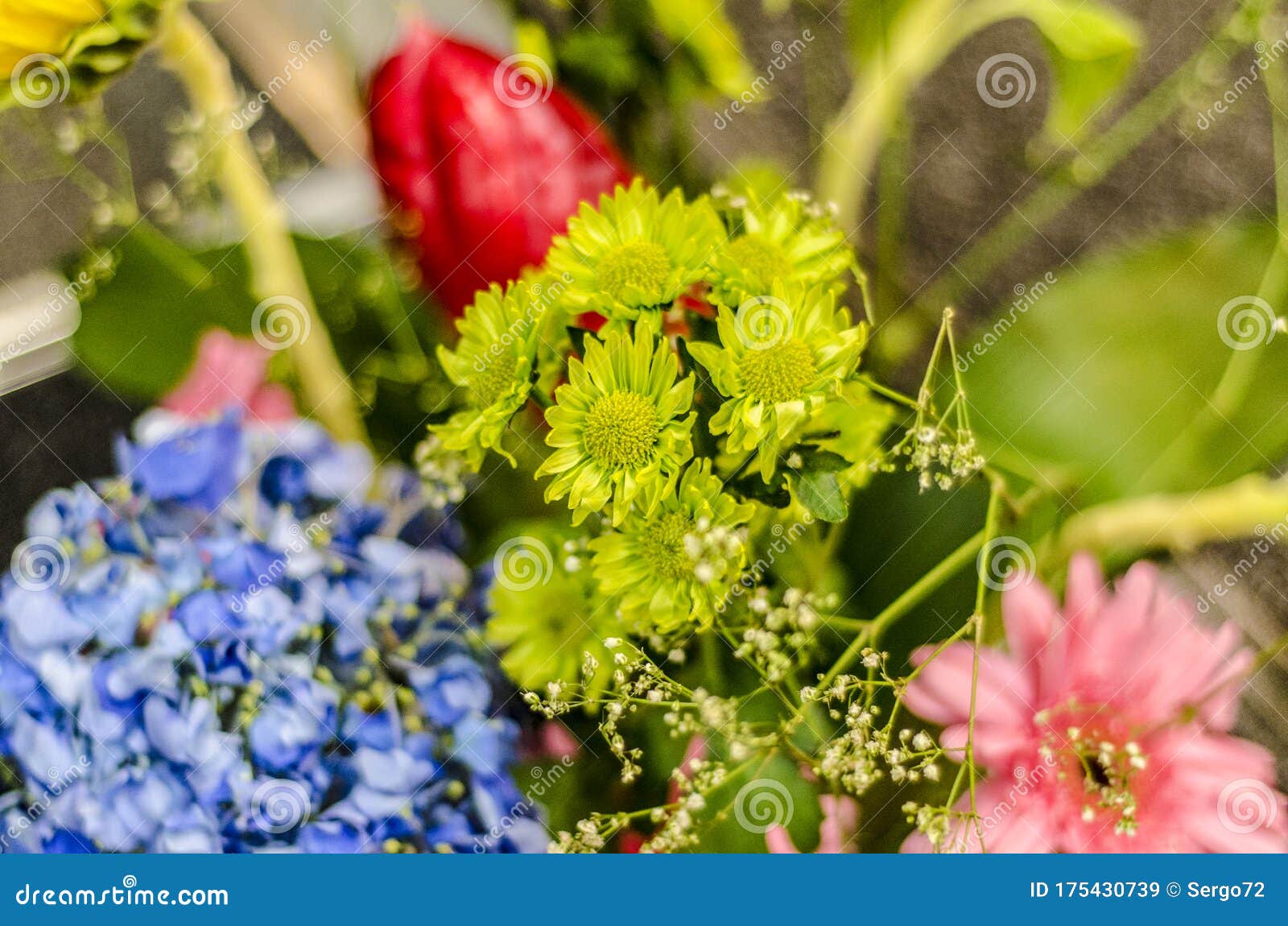 Beautiful and Bright Flowers Stock Image - Image of affectionate ...
