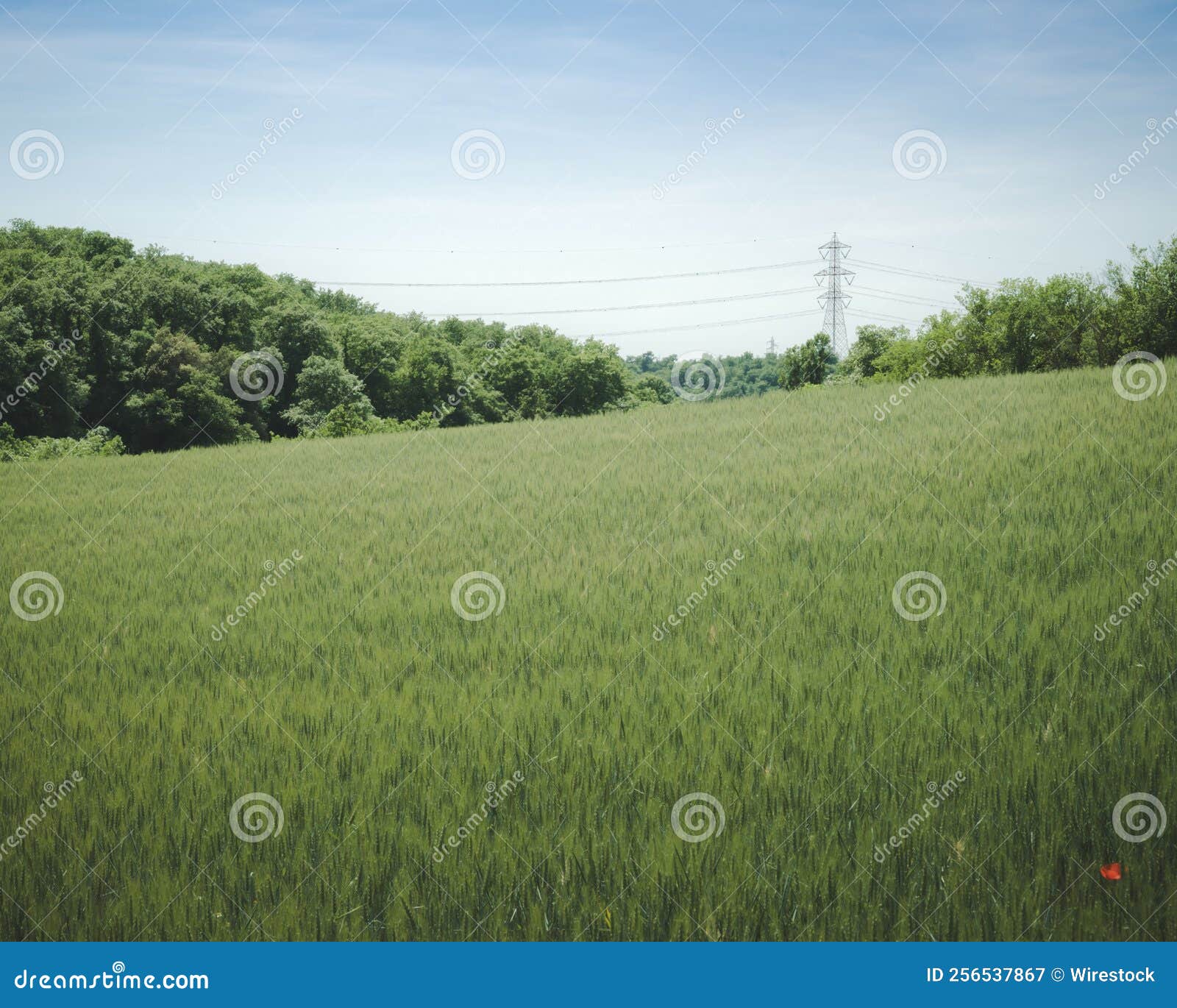 Beautiful Bright Green Field on a Hill Stock Image - Image of field ...