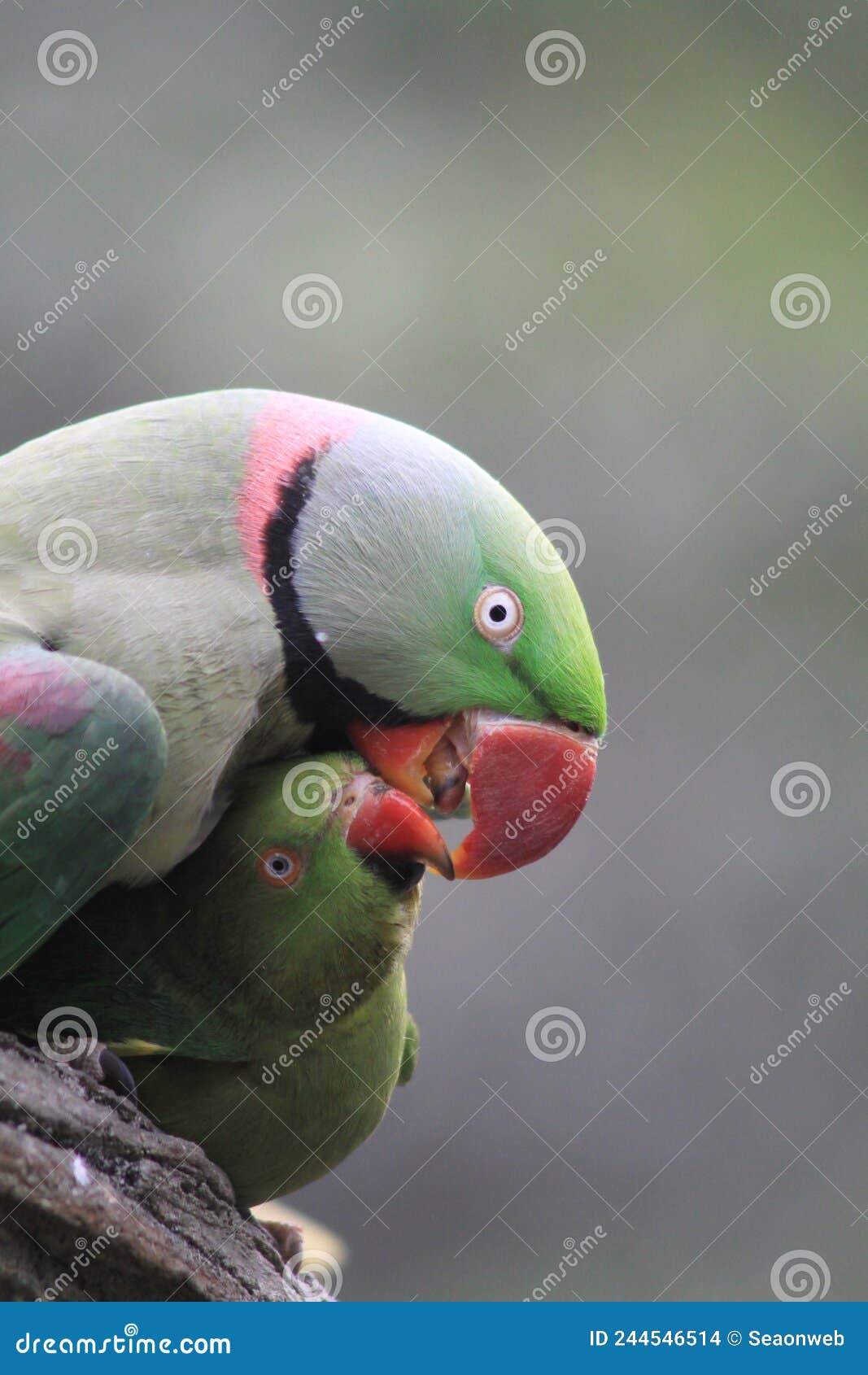 The Beautiful Bright Green Pearl Parrots, Psittacula Krameri Stock ...