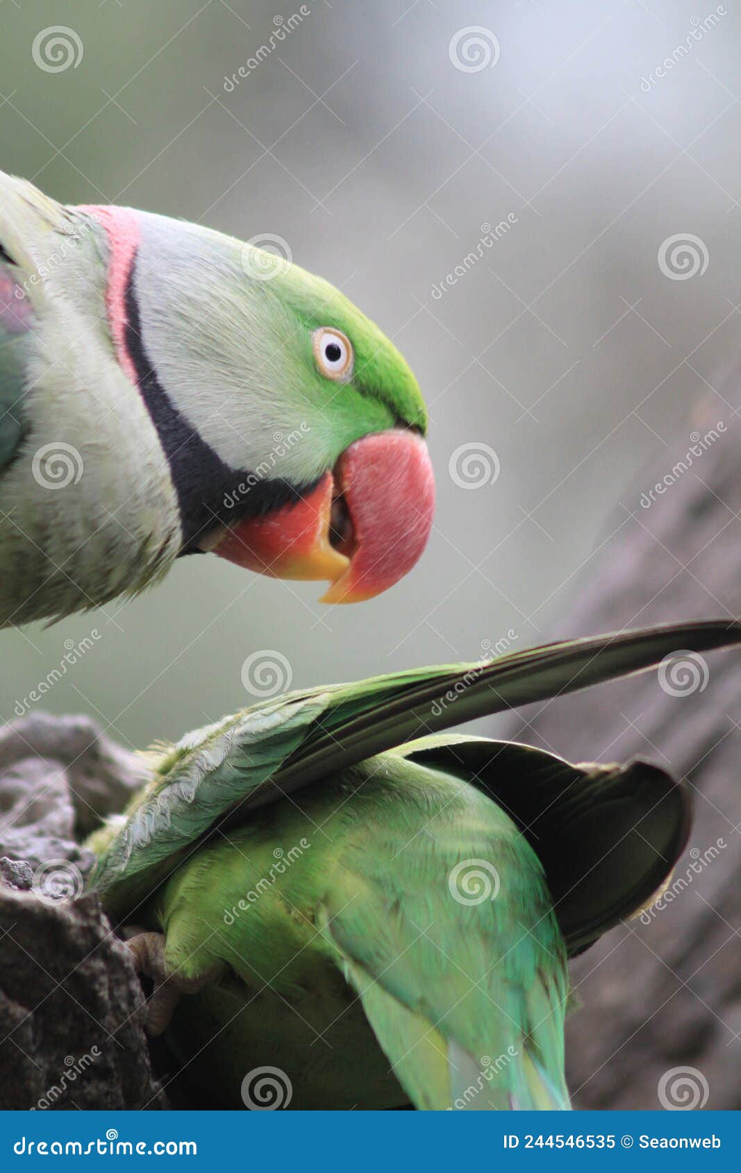 The Beautiful Bright Green Pearl Parrots, Psittacula Krameri Stock ...