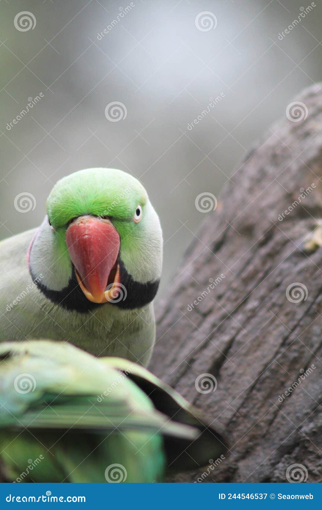 The Beautiful Bright Green Pearl Parrots, Psittacula Krameri Stock ...