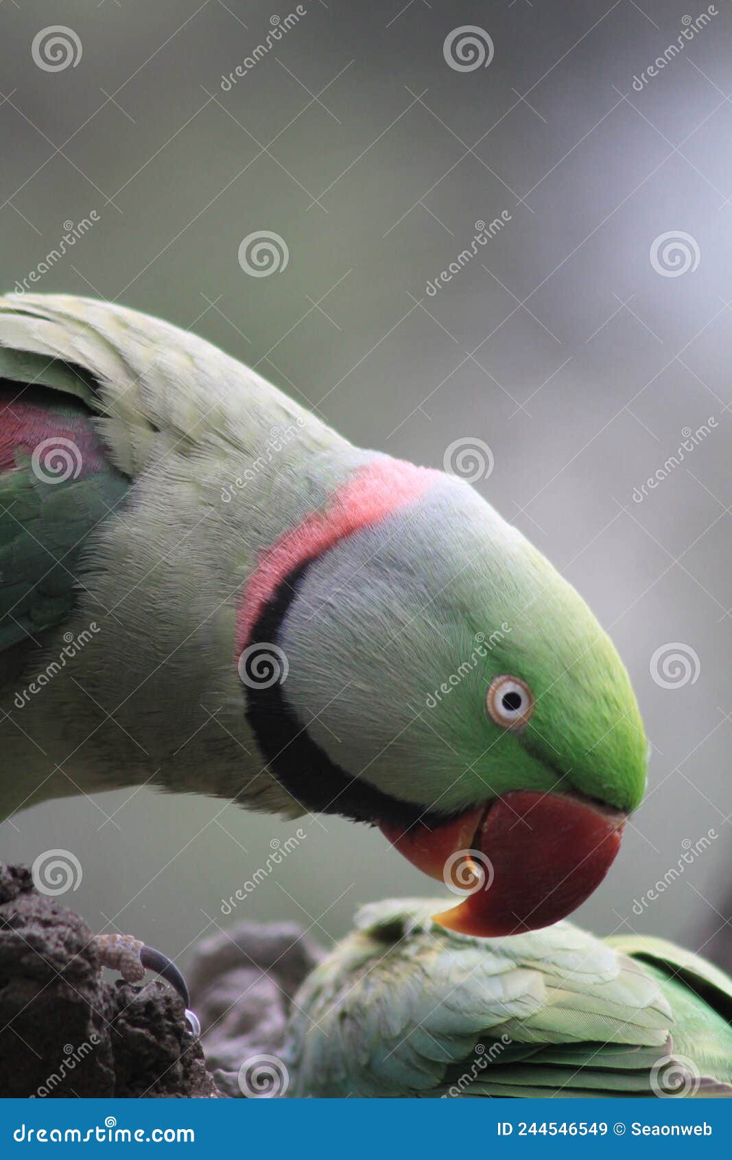 The Beautiful Bright Green Pearl Parrots, Psittacula Krameri Stock ...