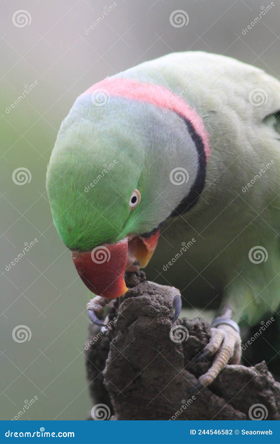 The Beautiful Bright Green Pearl Parrots, Psittacula Krameri Stock ...