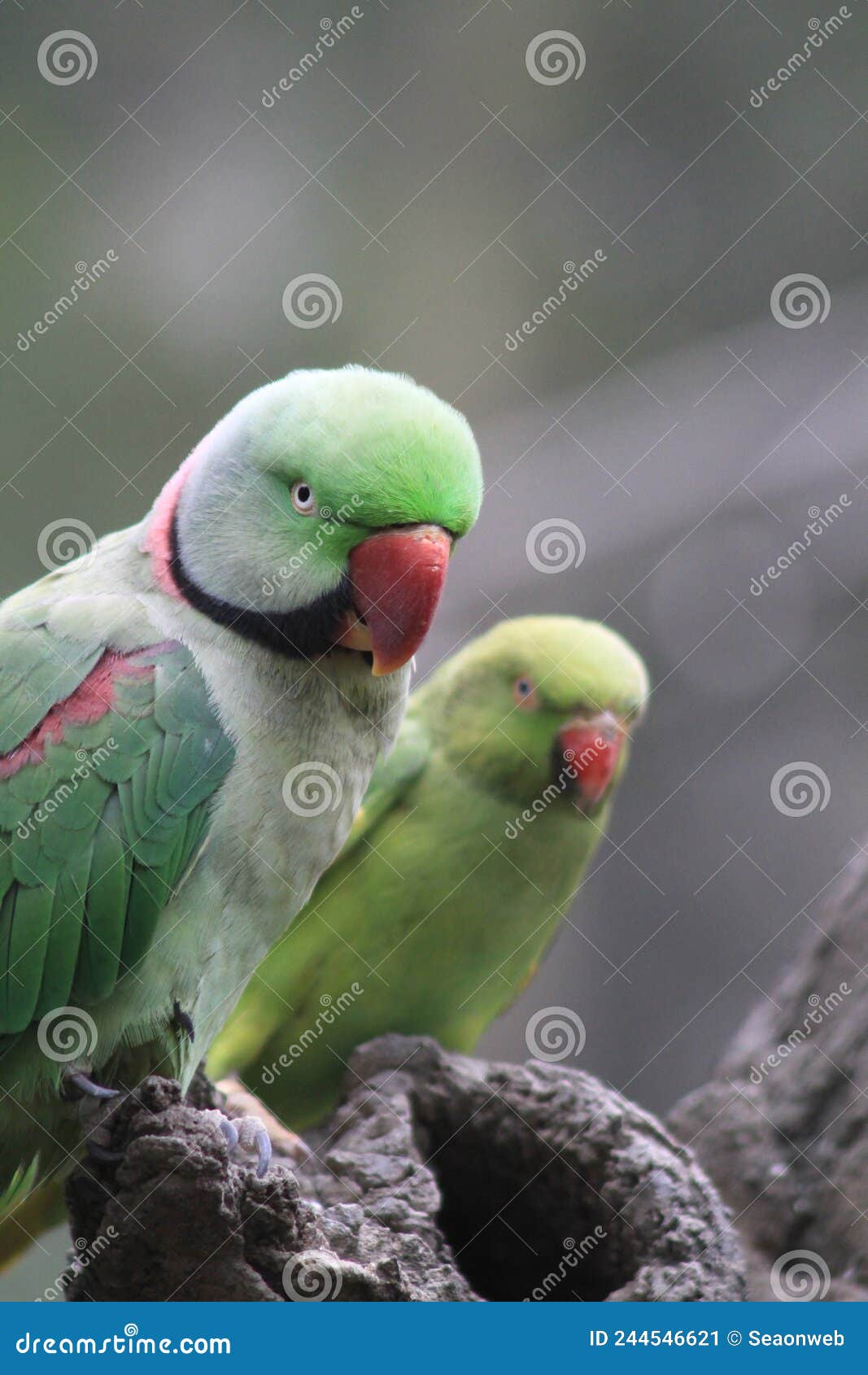 The Beautiful Bright Green Pearl Parrots, Psittacula Krameri Stock ...