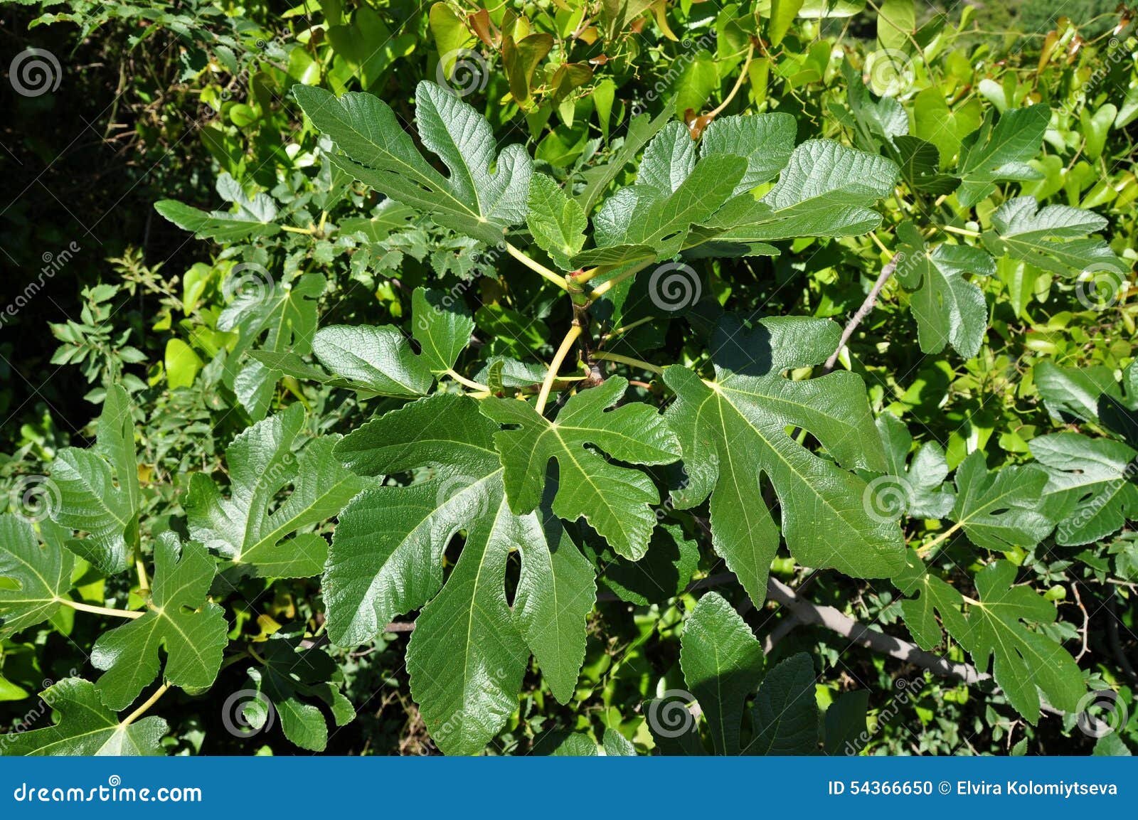 Beautiful Bright Green Tree Stock Photo - Image of mountains, beautiful ...