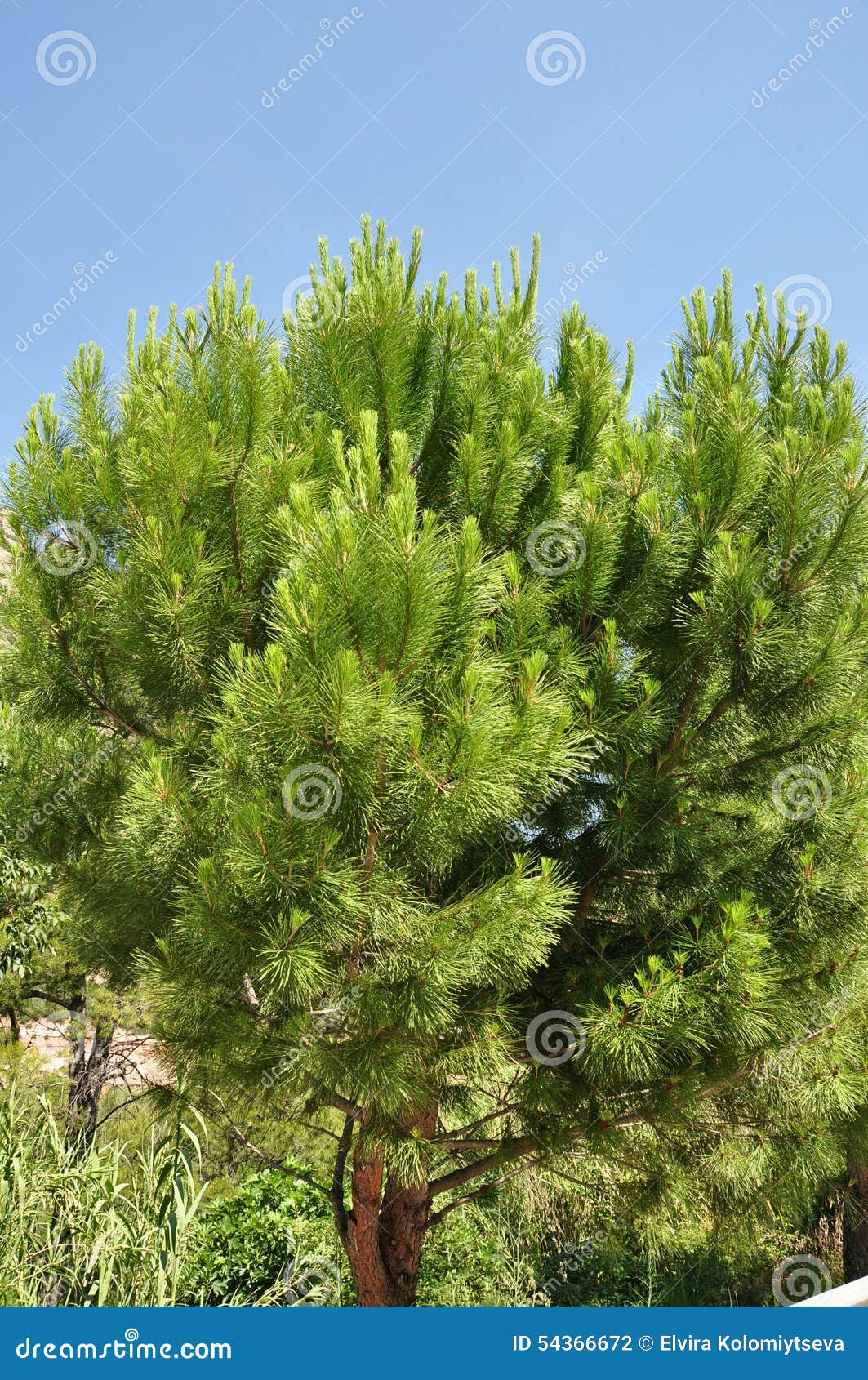 Beautiful Bright Green Tree Pine Stock Photo - Image of sheet, forest ...