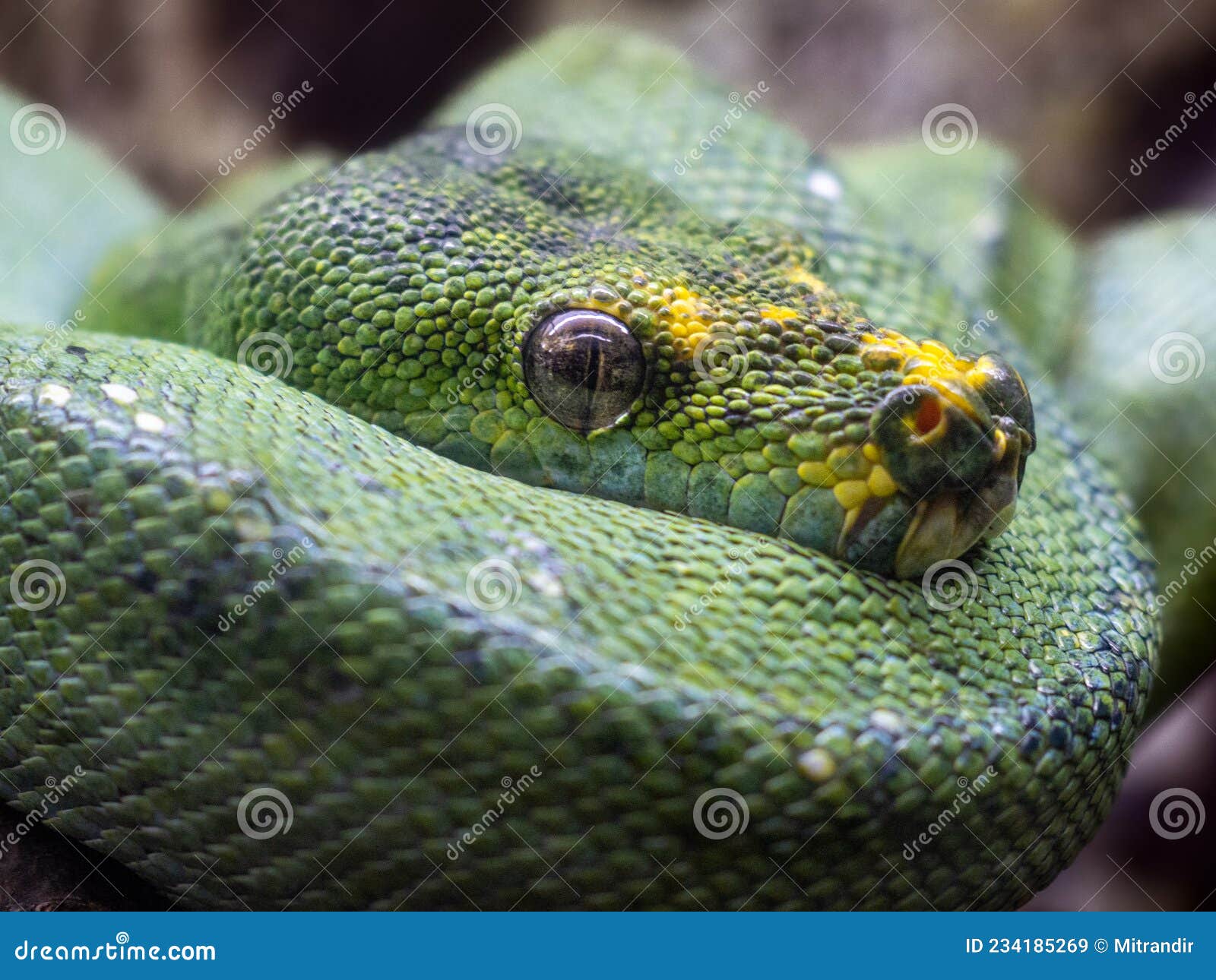 Beautiful Bright Green Tree Python Snake with Grey Eyes Coiled Up Stock ...
