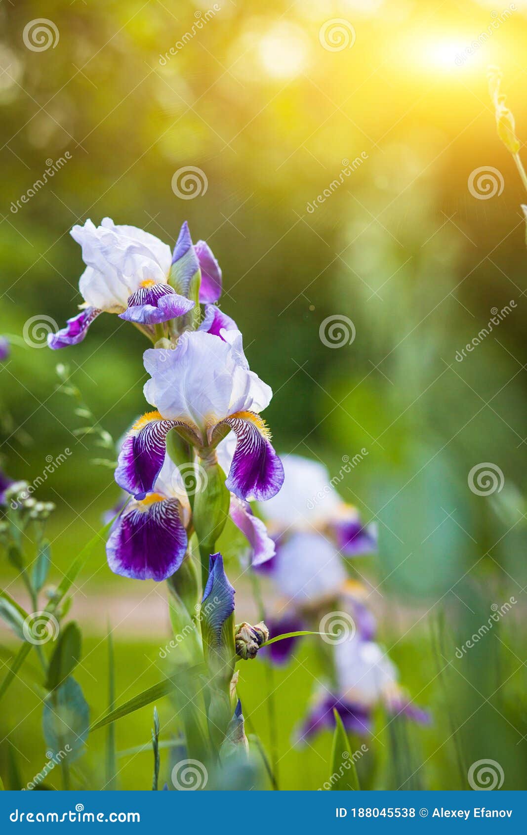 Bright Iris in the Light of the Setting Sun in the Green Grass Stock ...