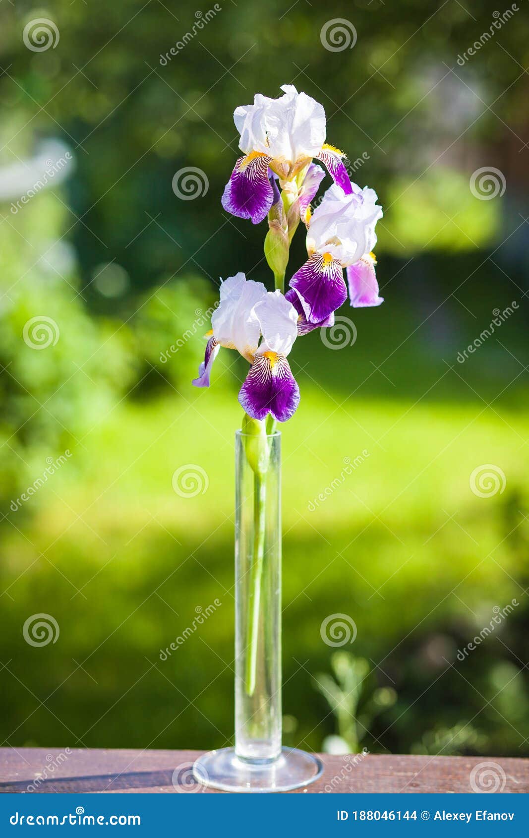 Bright Iris in the Light of the Setting Sun in the Green Grass Stock ...