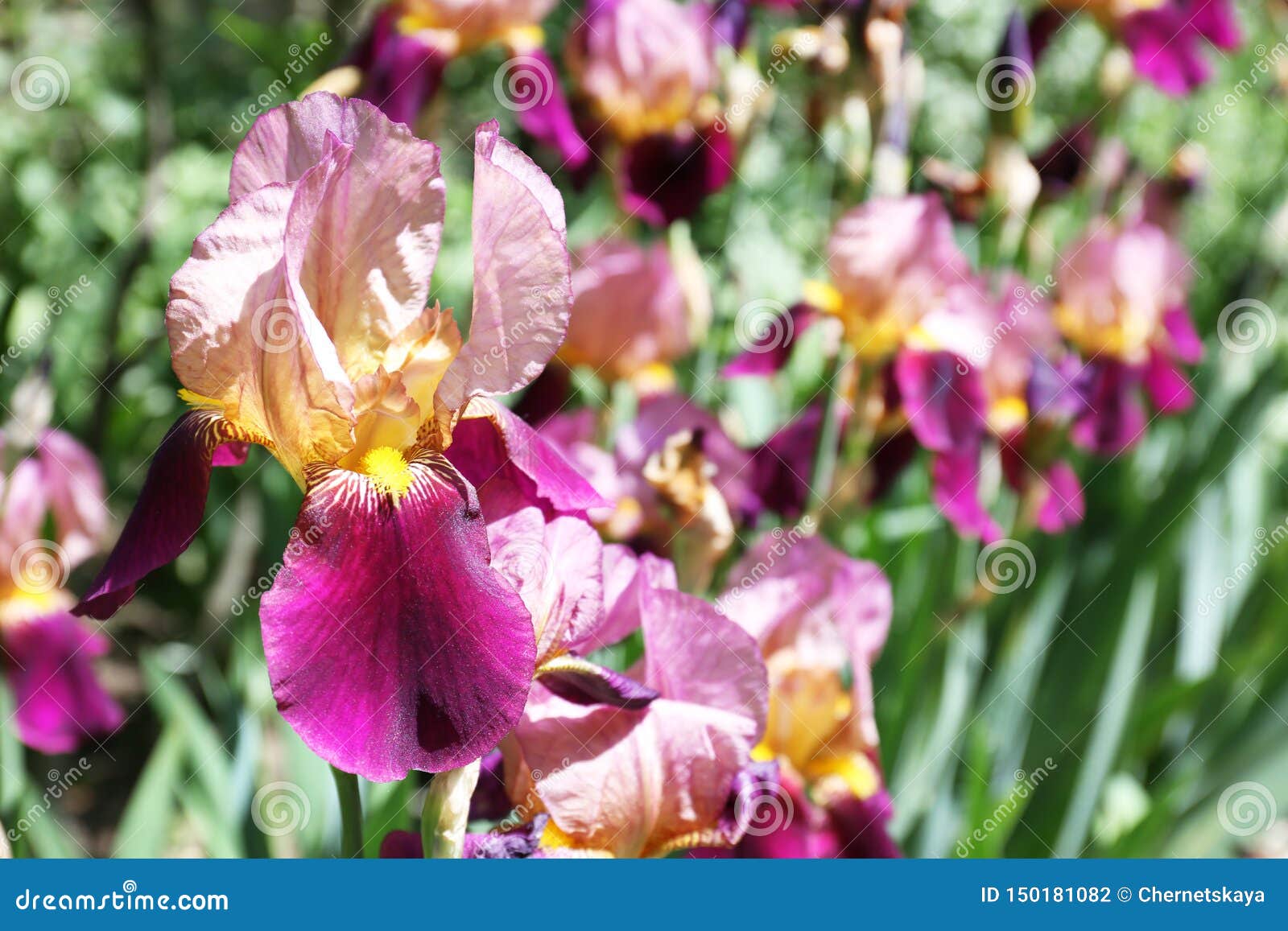 Beautiful Bright Irises in Garden. Spring Flowers Stock Photo - Image ...