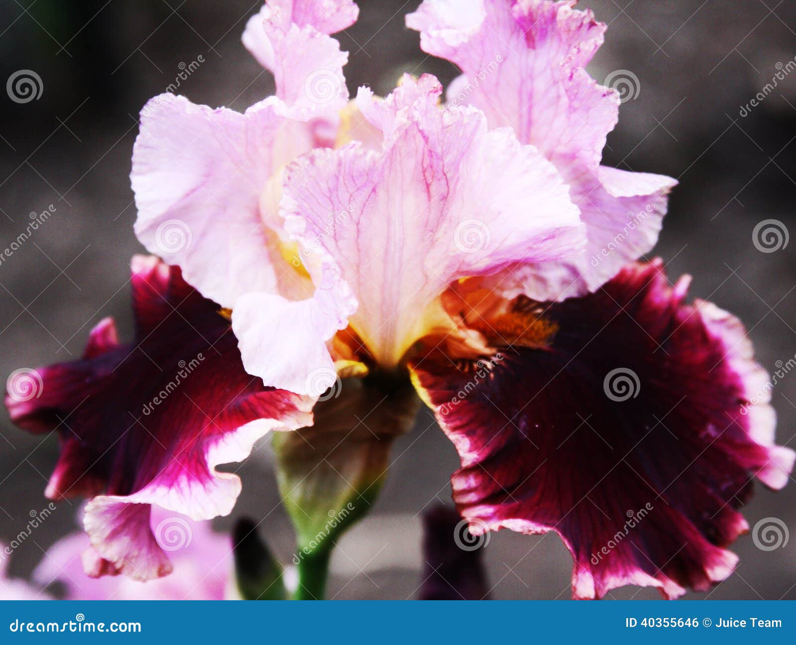 Beautiful bright irises stock photo. Image of flower - 40355646