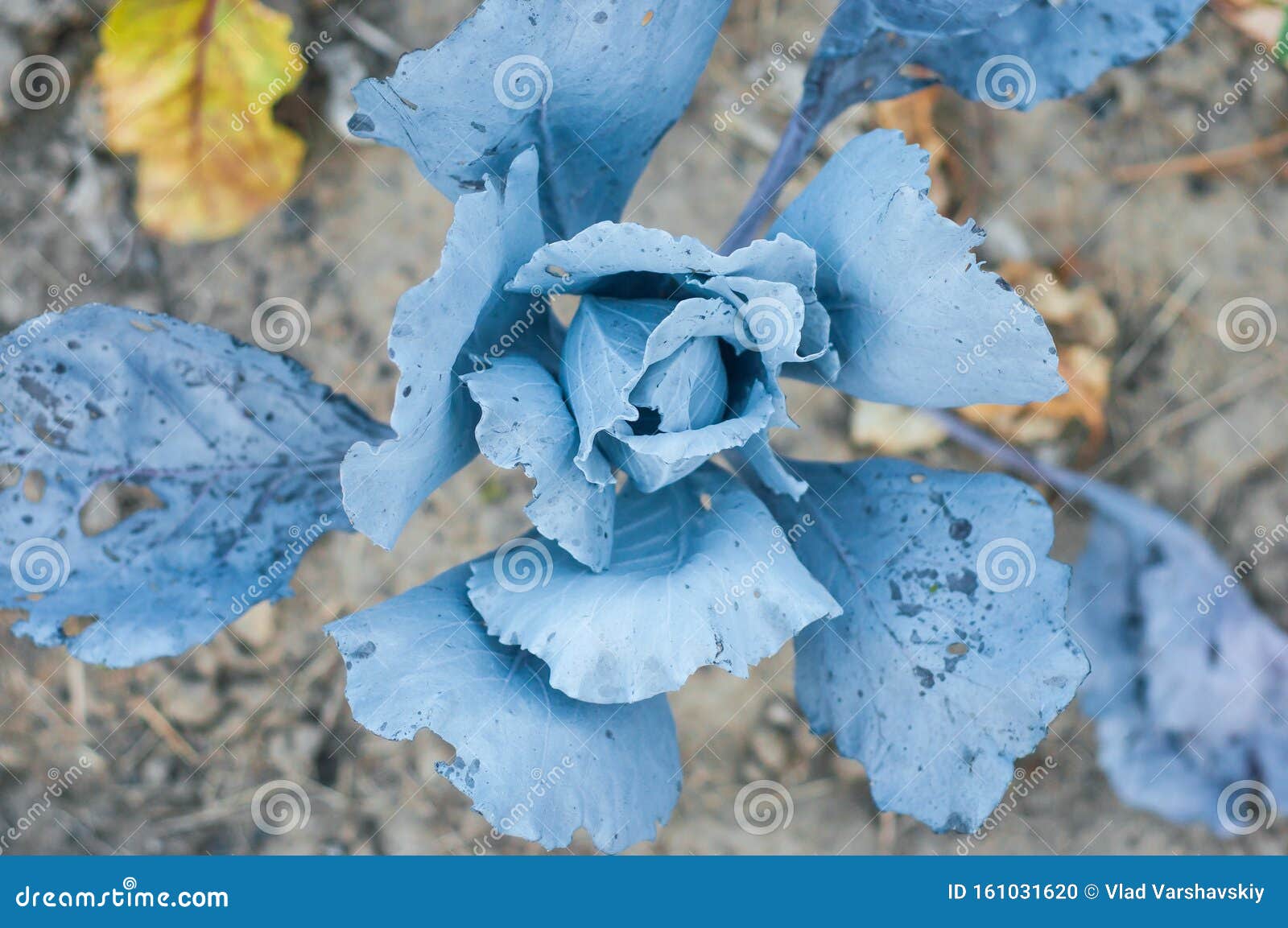 Beautiful Bright and Juicy Blue Cabbage Growing. View from Above Stock ...