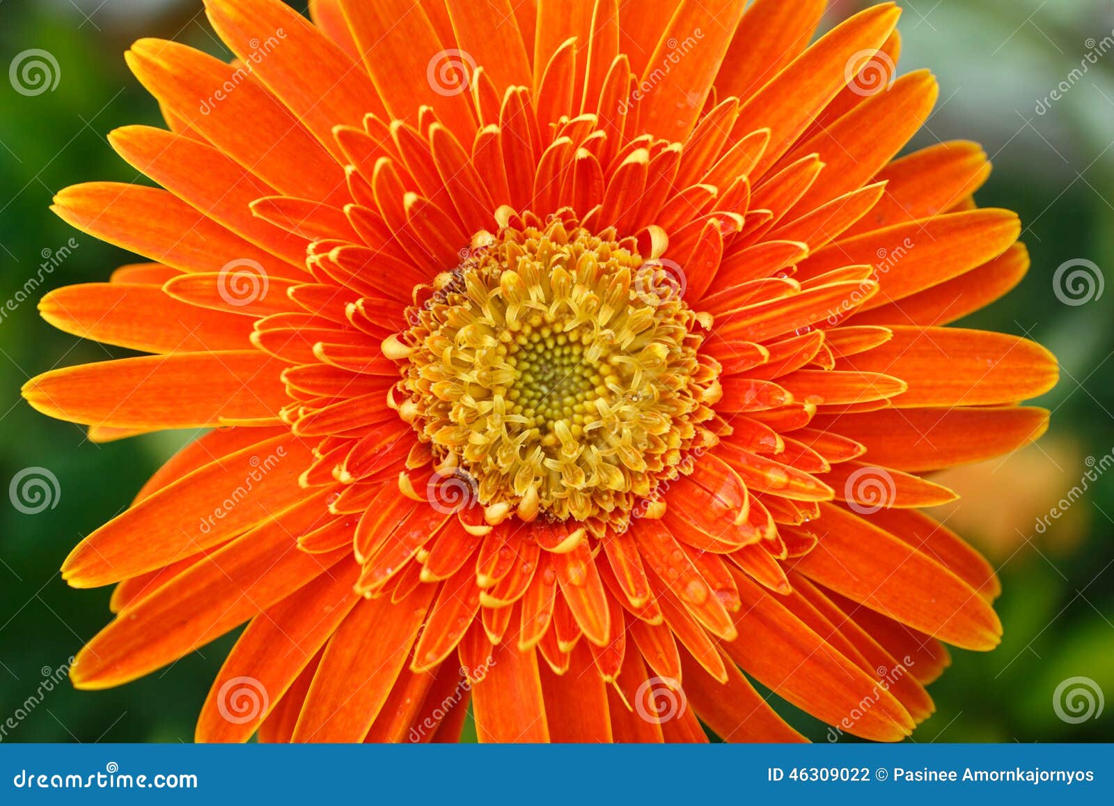 Beautiful Bright Orange Flower in Macro Stock Photo - Image of gold ...