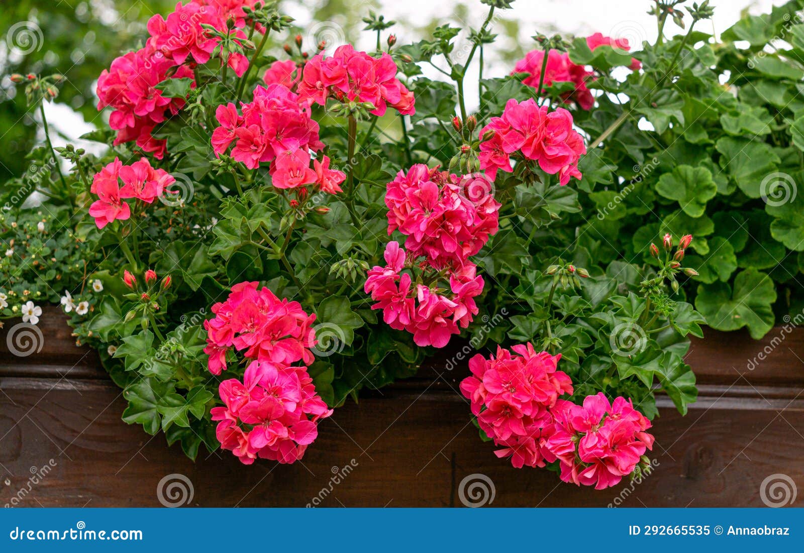 Beautiful Bright Pink Double Geranium Flowers in a Flower Pot. Stock ...