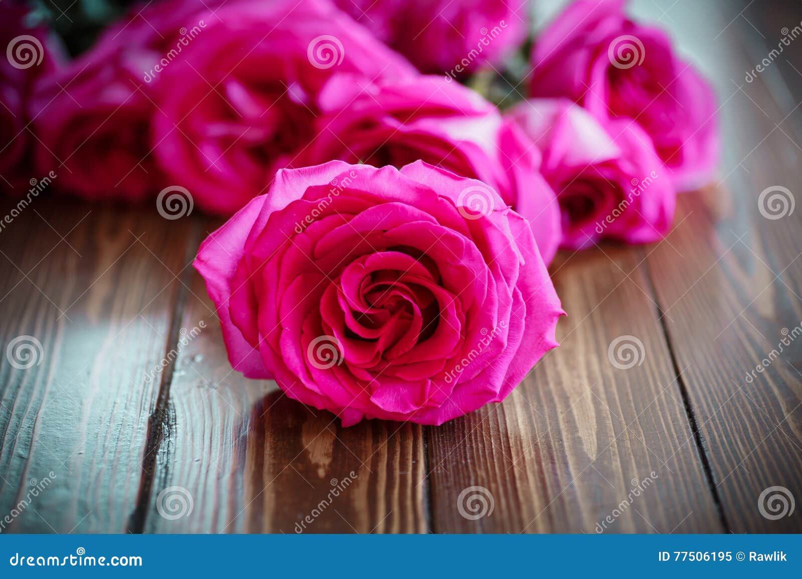 Beautiful Bright Pink Roses Stock Image - Image of blossom, celebration ...