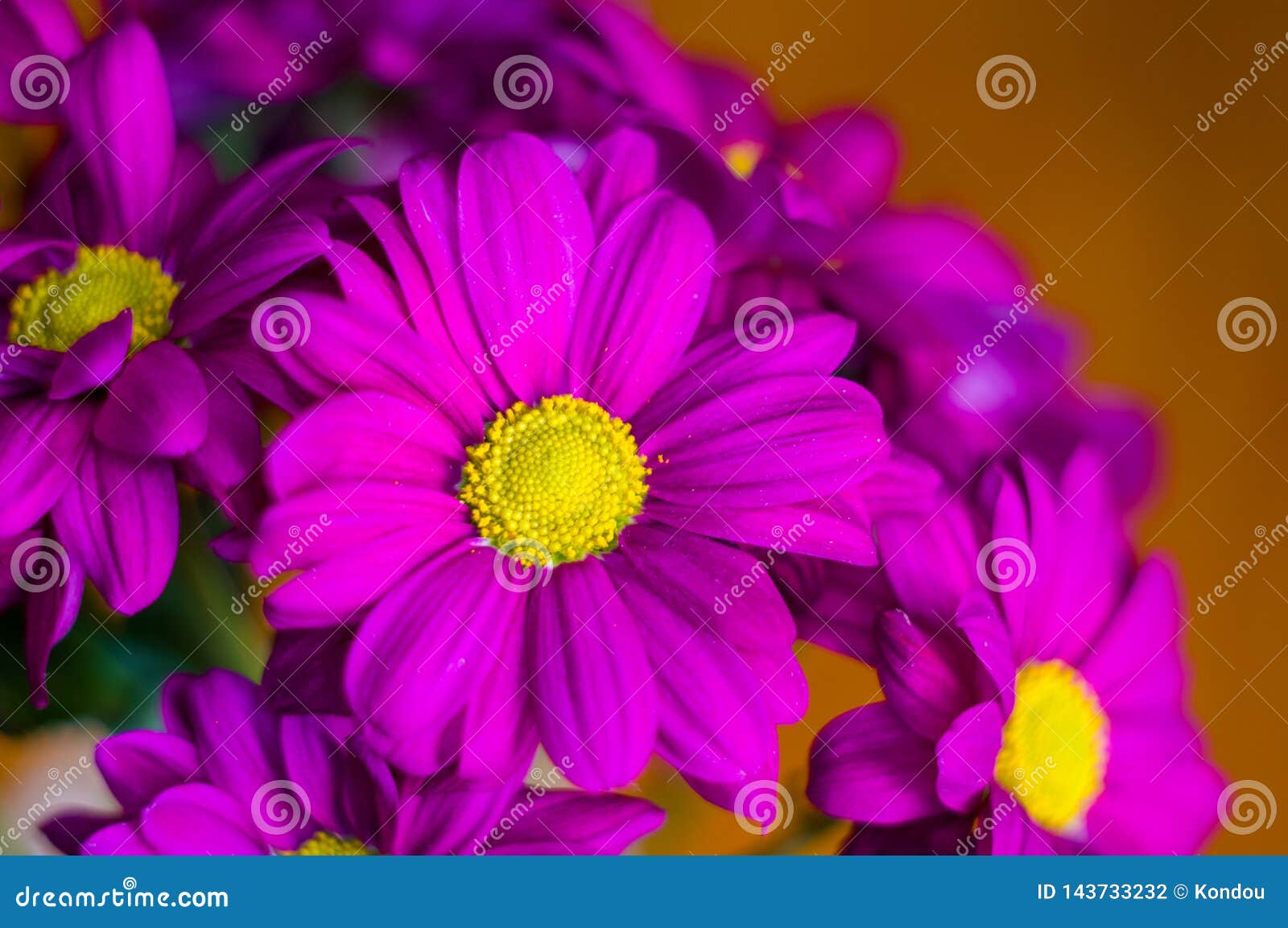 Beautiful Bright Purple And Yellow Chrysanthemum Flowers Selective