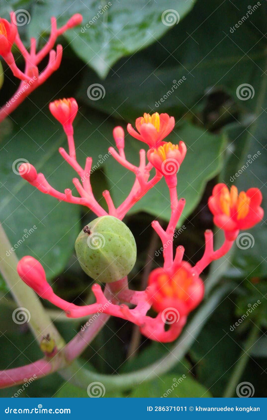 Beautiful Bright Red Hanuman Flower Photo. Stock Image - Image of lily ...