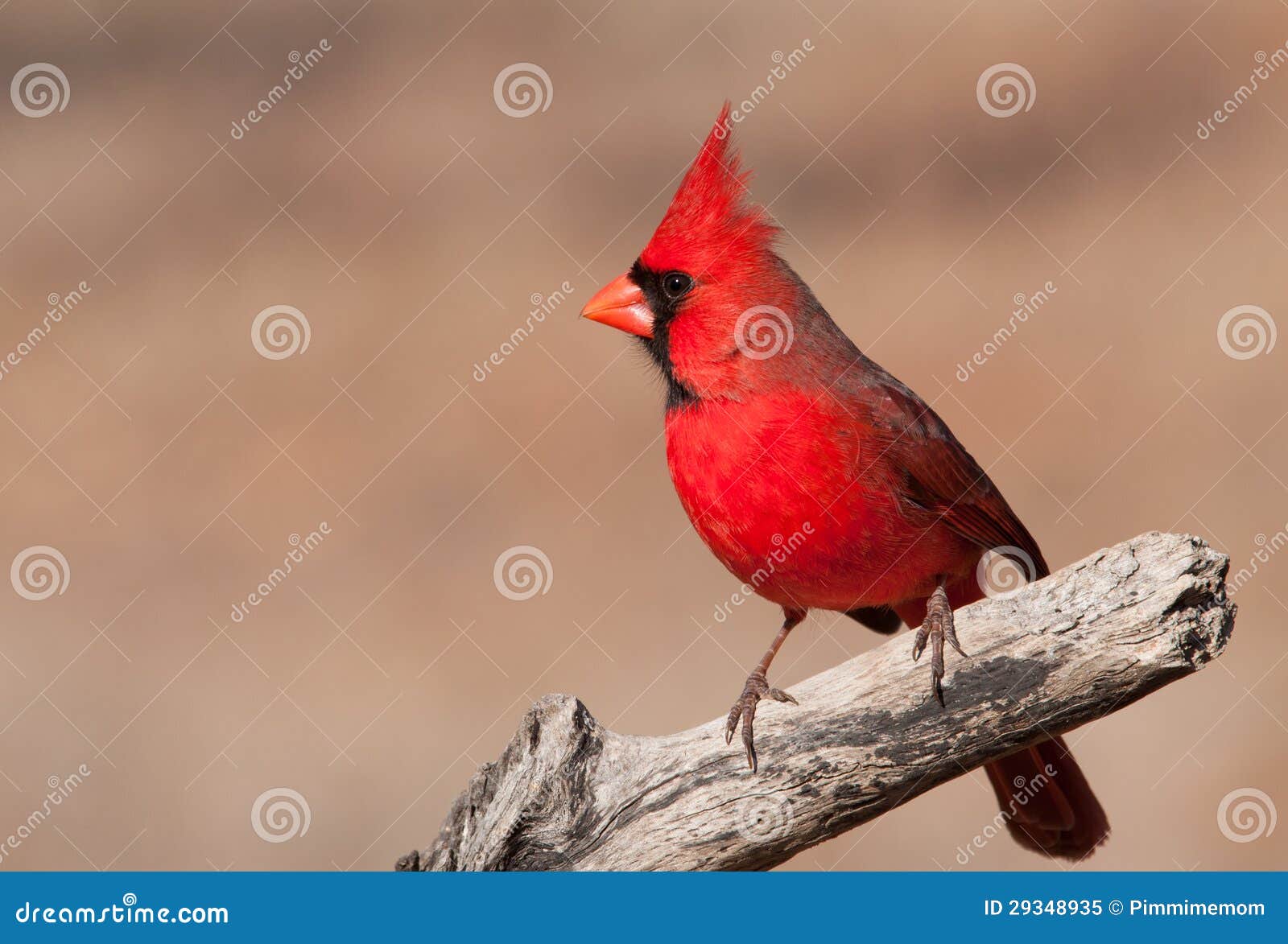 Beautiful Bright Red Northern Cardinal Male Stock Image - Image of ...