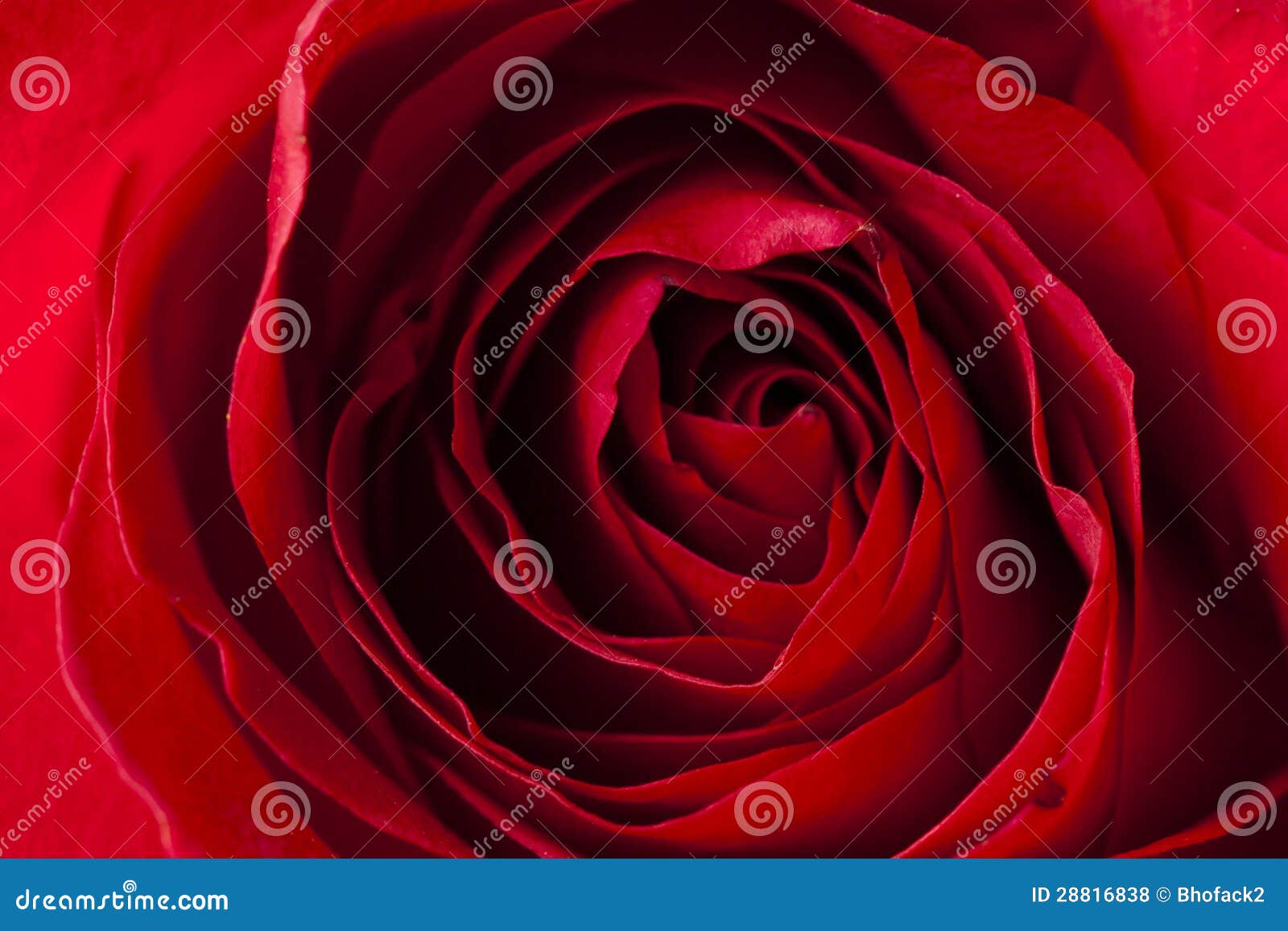 Beautiful Bright Red Rose stock photo. Image of rose - 28816838