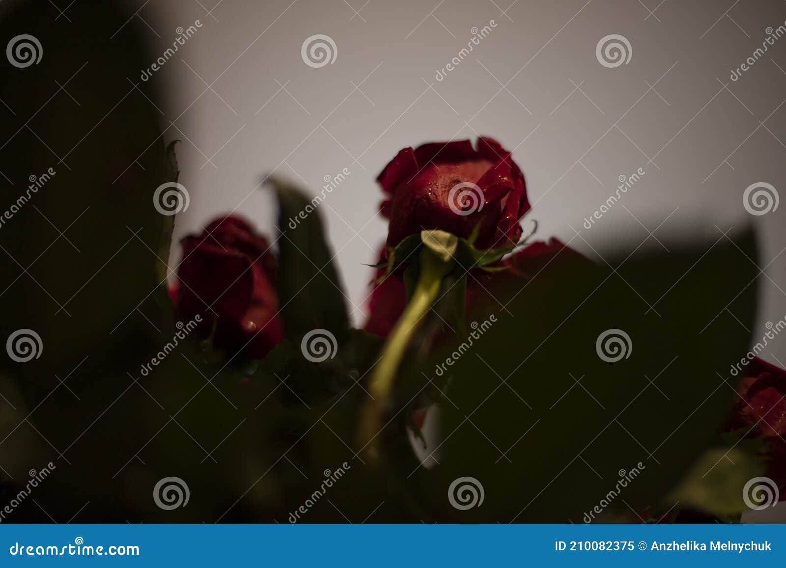 Beautiful Bright Red Rose, Bottom View Stock Image - Image of ...