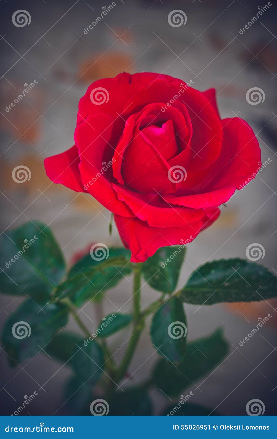 Beautiful bright red rose stock image. Image of uncommonly - 55026951