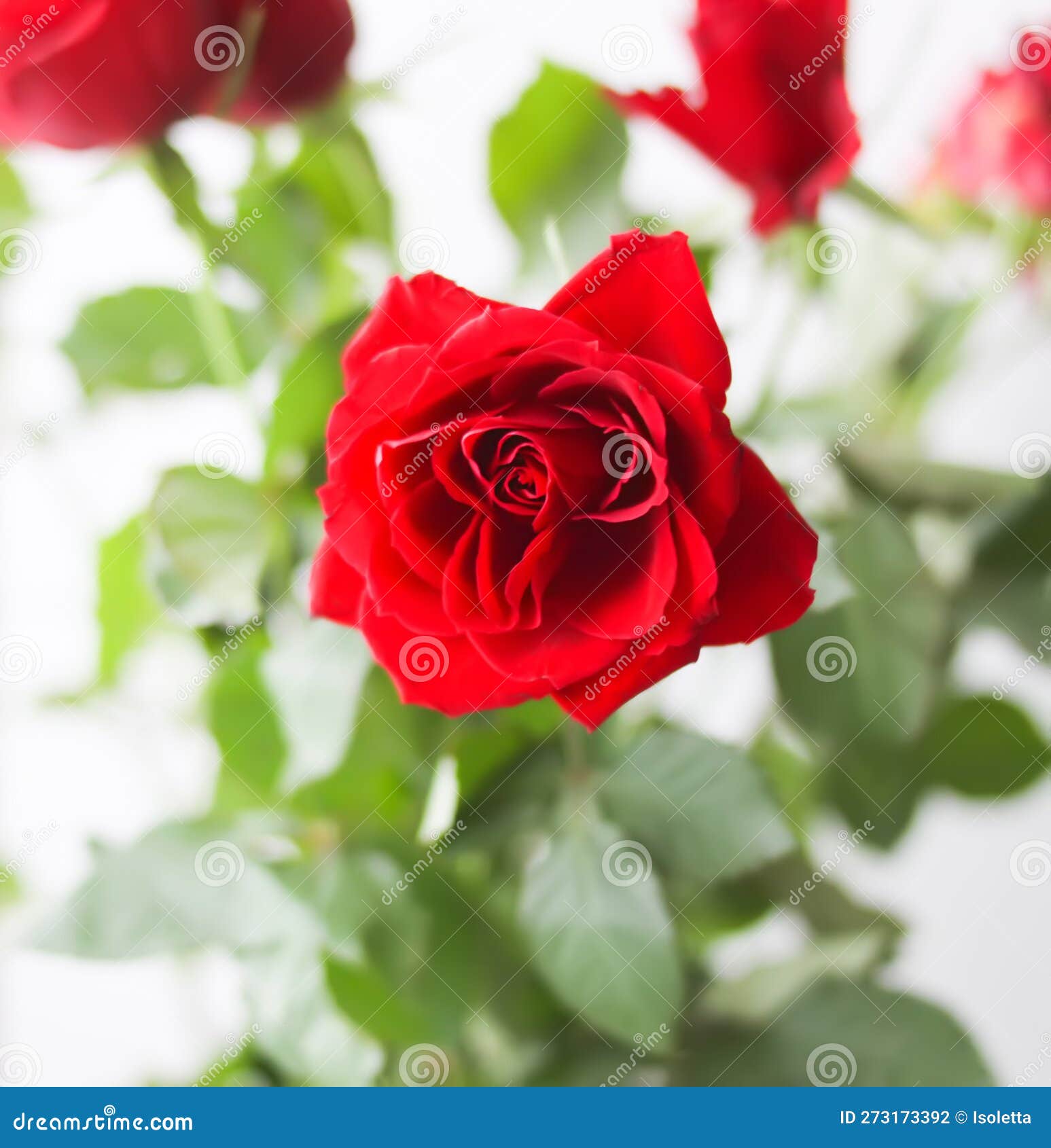 Beautiful Bright Red Rose Flowers Stock Photo - Image of romance ...