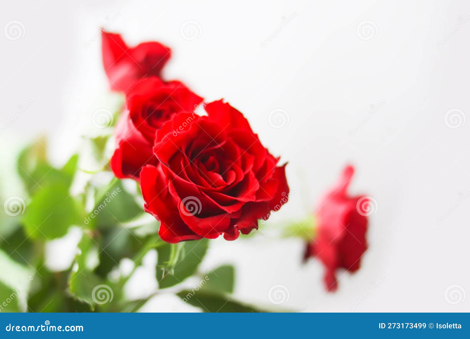 Beautiful Bright Red Rose Flowers Stock Image - Image of flower ...