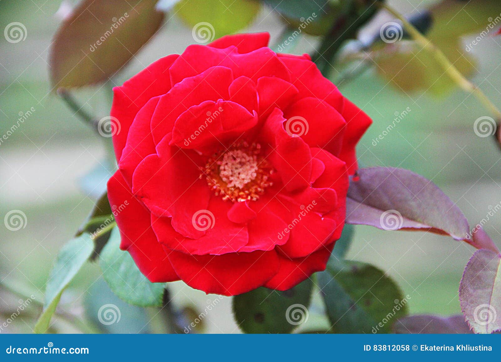 Beautiful Bright Red Rose Growing on a Bush Stock Photo - Image of ...