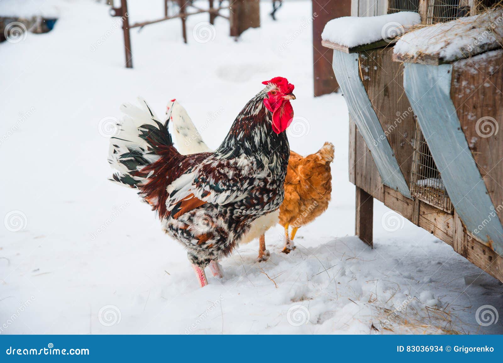 Beautiful Bright Rooster and Chicken in Snow Stock Photo - Image of ...