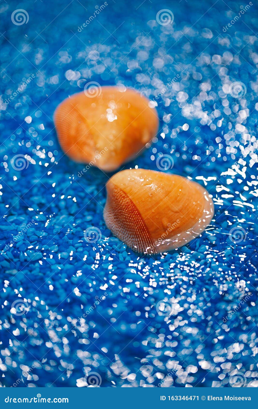 Beautiful Bright Sea Shell on Blue Pebble Under Water Droplets Stock ...