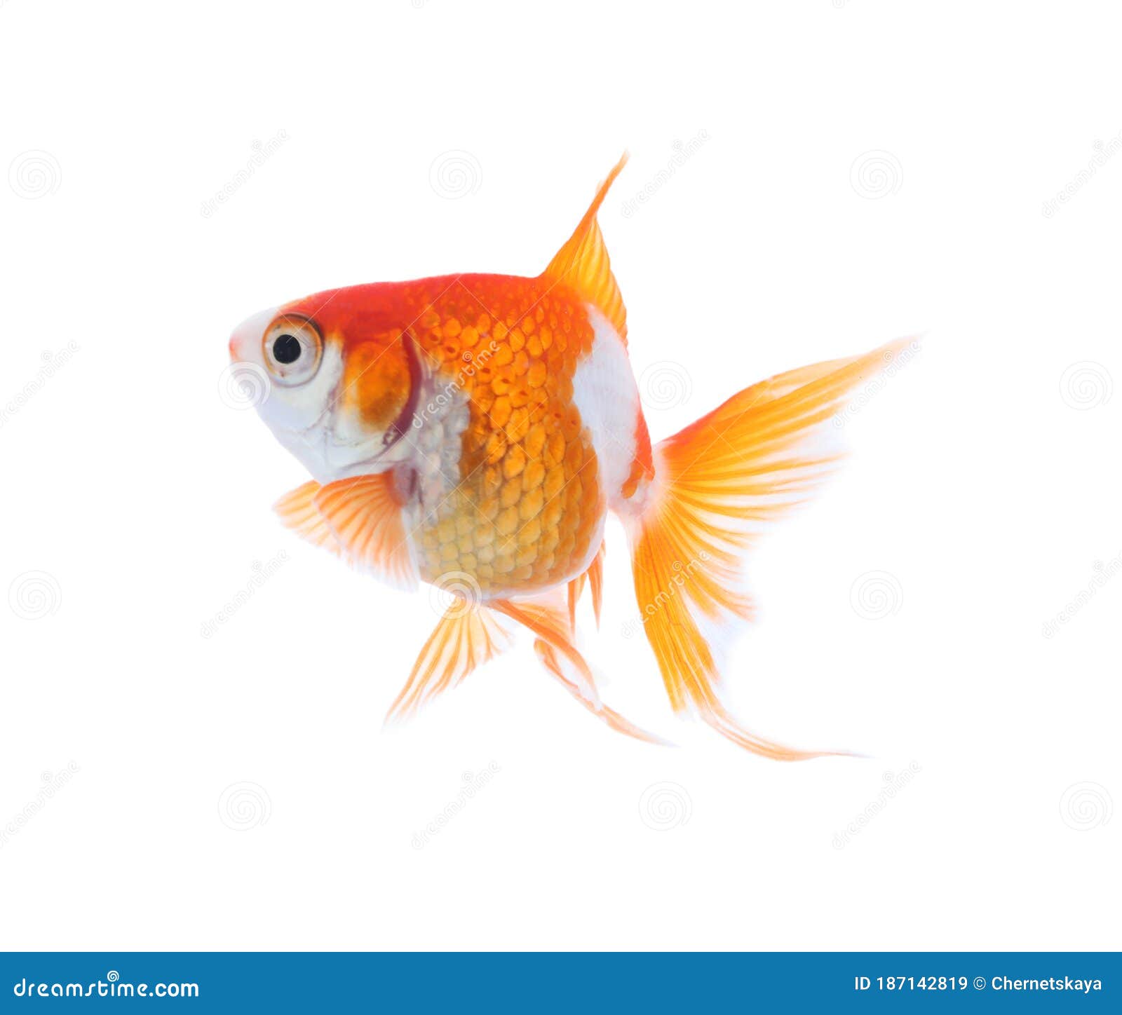 Beautiful Bright Small Goldfish Isolated Stock Image - Image of ...