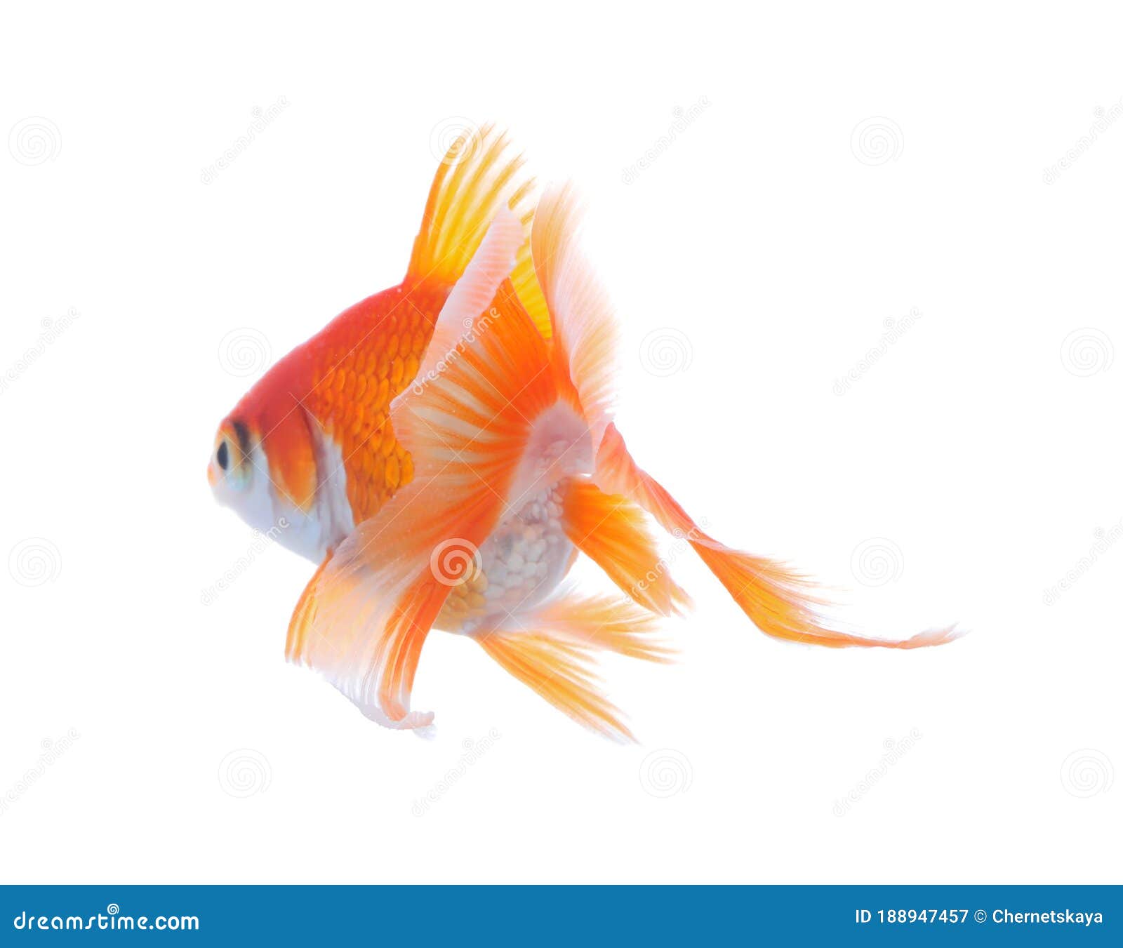 Beautiful Bright Small Goldfish Isolated Stock Image - Image of ...
