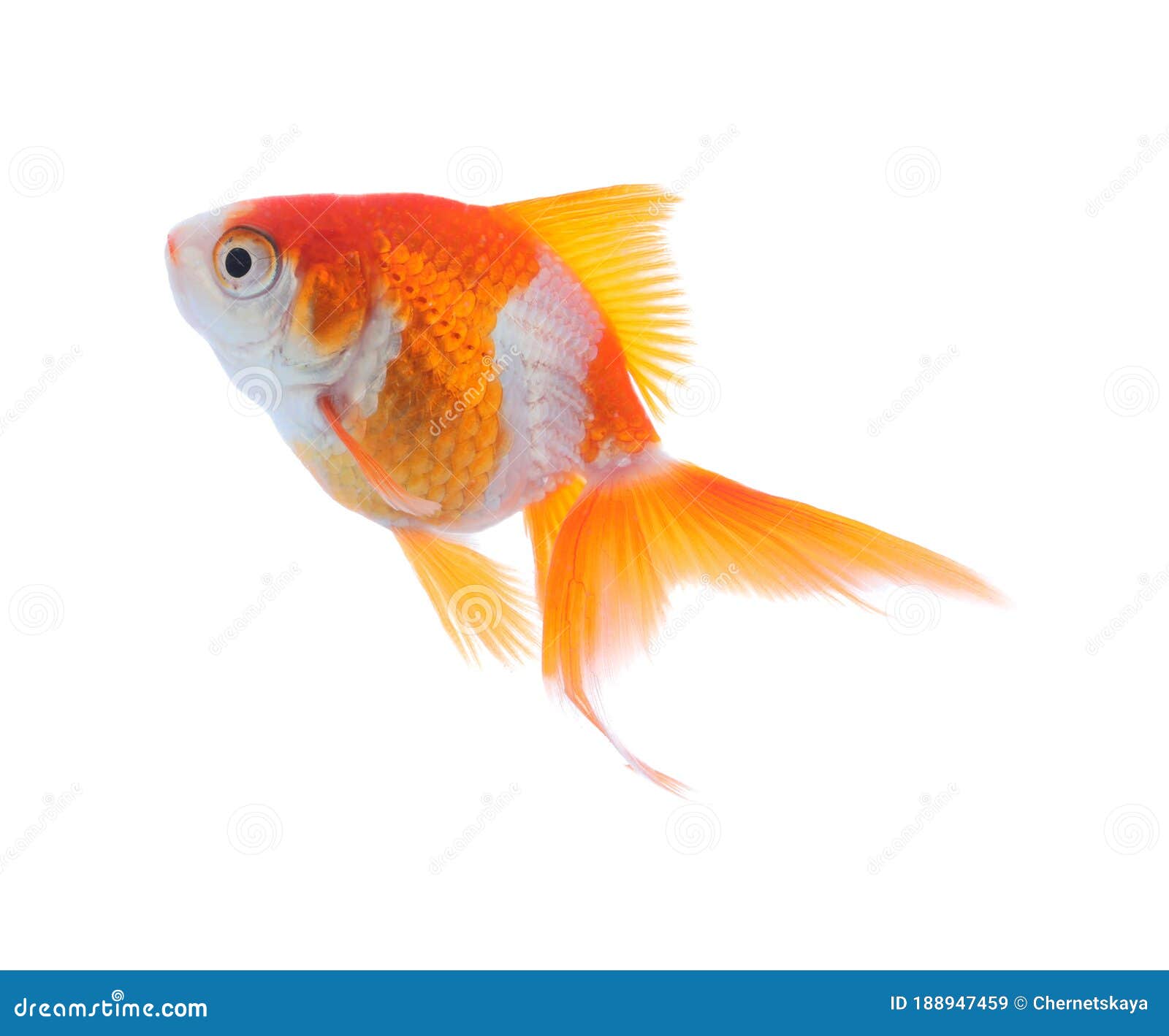 Beautiful Bright Small Goldfish Isolated Stock Image - Image of auratus ...