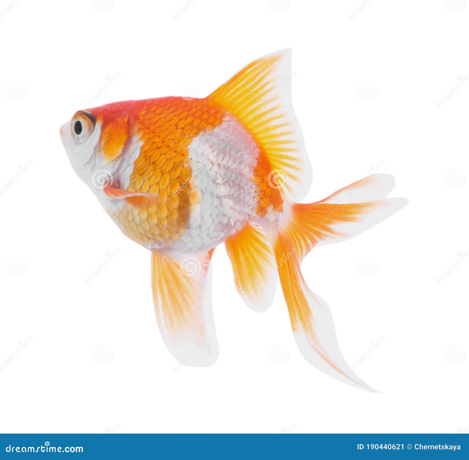 Beautiful Bright Small Goldfish Isolated Stock Image - Image of tail ...