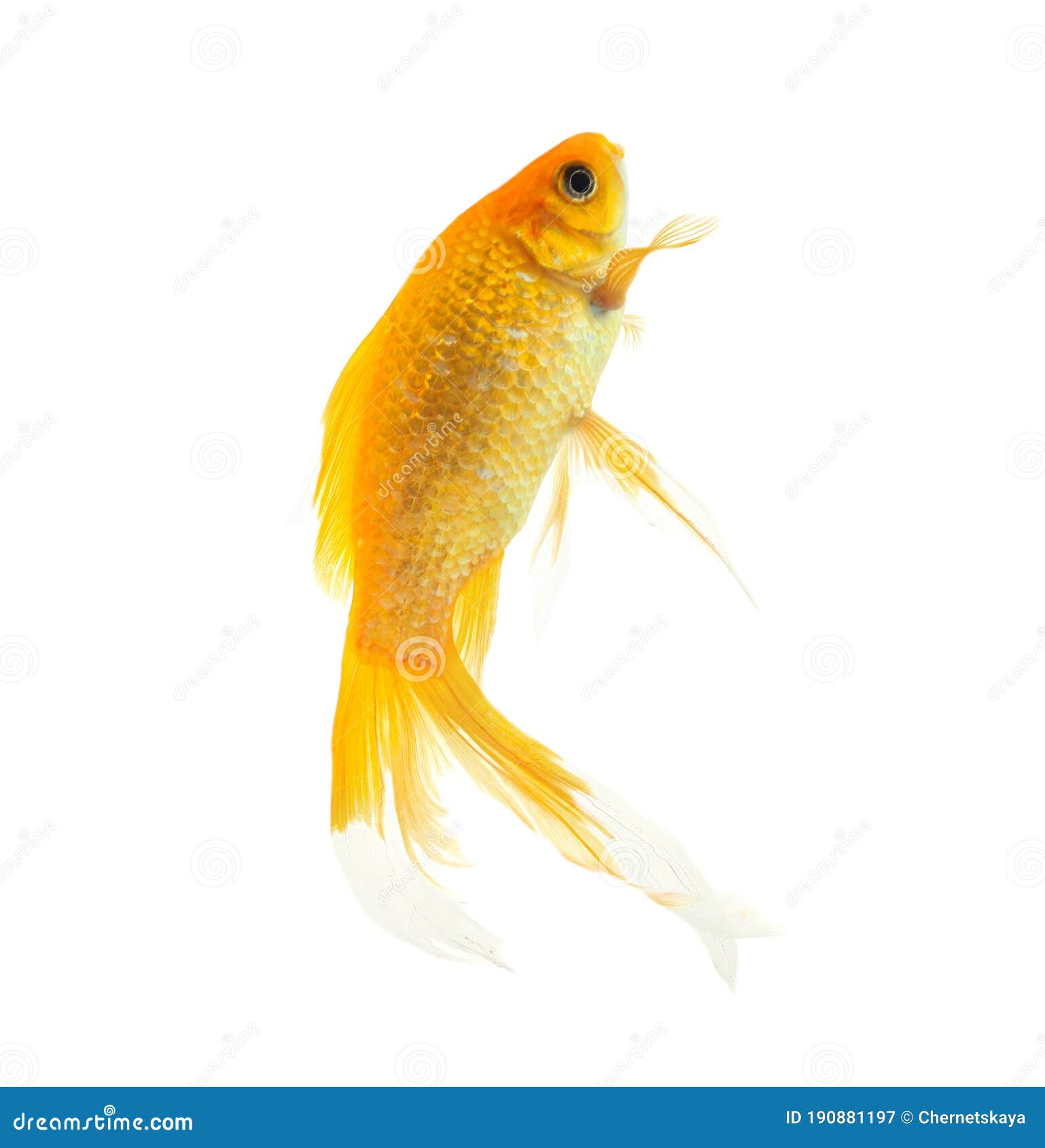 Beautiful Bright Small Goldfish Isolated Stock Image - Image of exotic ...