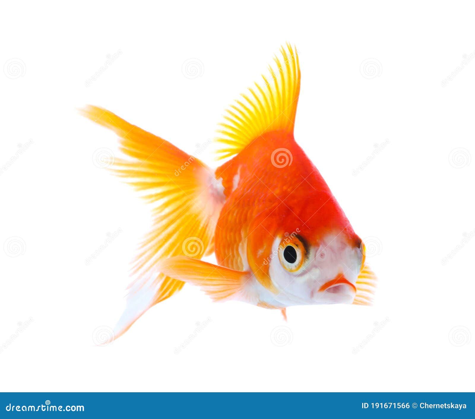 Beautiful Bright Small Goldfish Isolated Stock Photo - Image of fauna ...