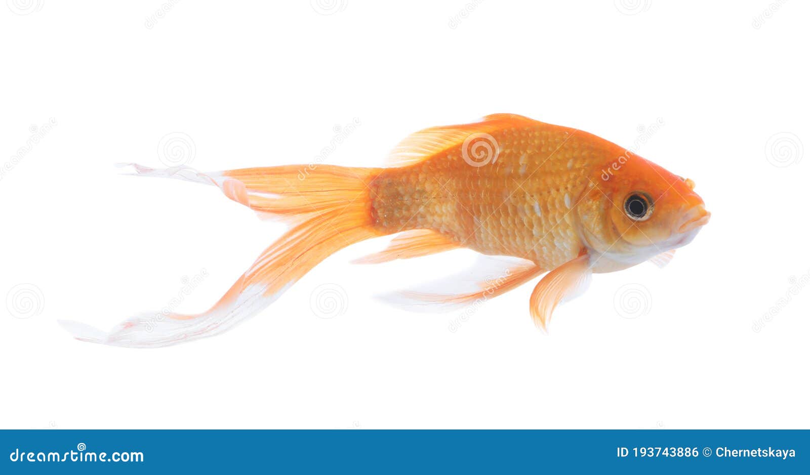 Beautiful Bright Small Goldfish Isolated Stock Photo - Image of color ...
