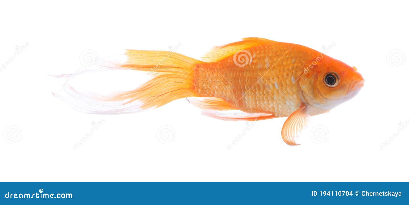 Beautiful Bright Small Goldfish Isolated Stock Photo - Image of alone ...